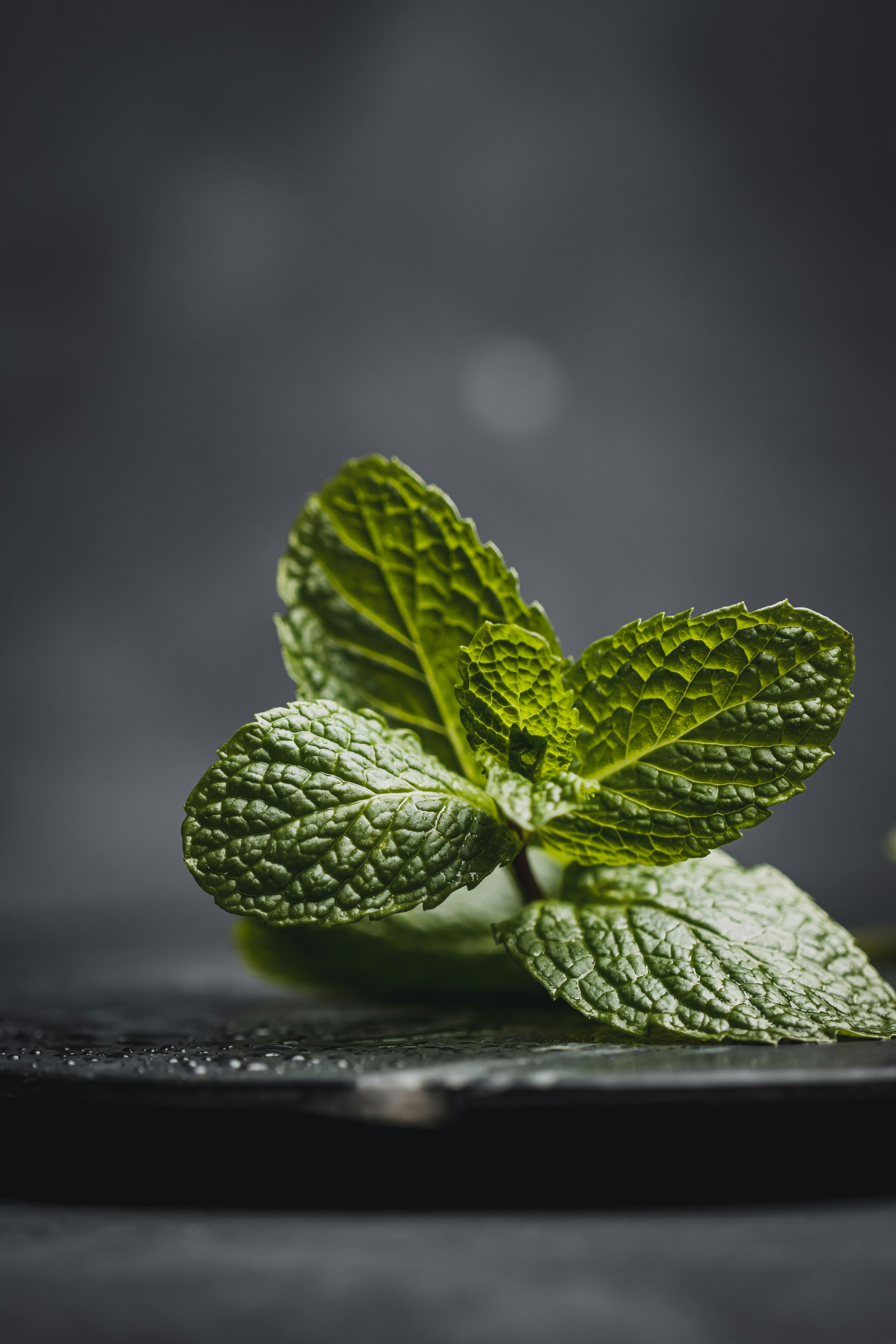 196+ Best Free Peppermint Stock Photos & Images · 100% Royalty-Free HD ...