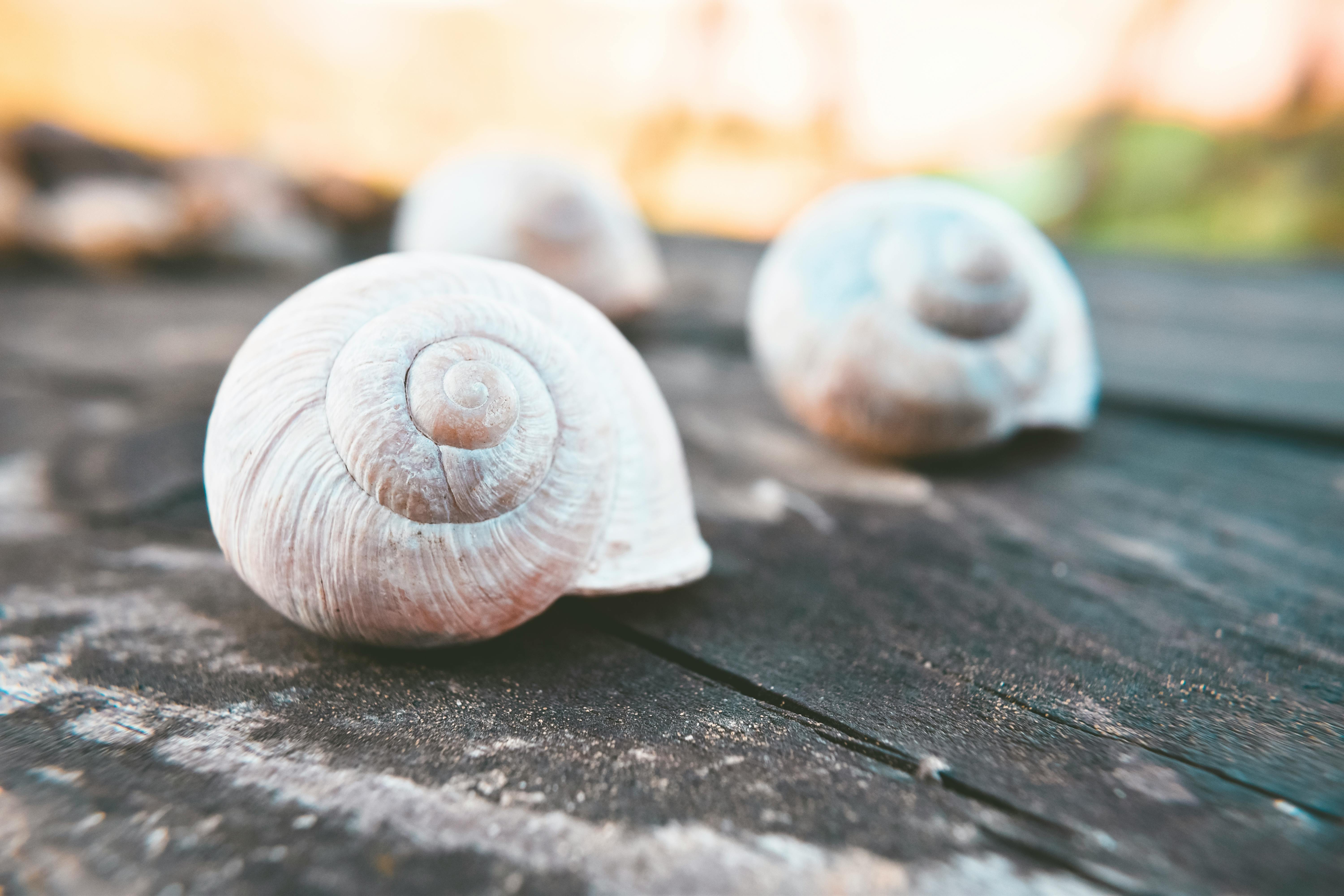 Close-Up Shot of Snail Shells on a Wooden Surface · Free Stock Photo