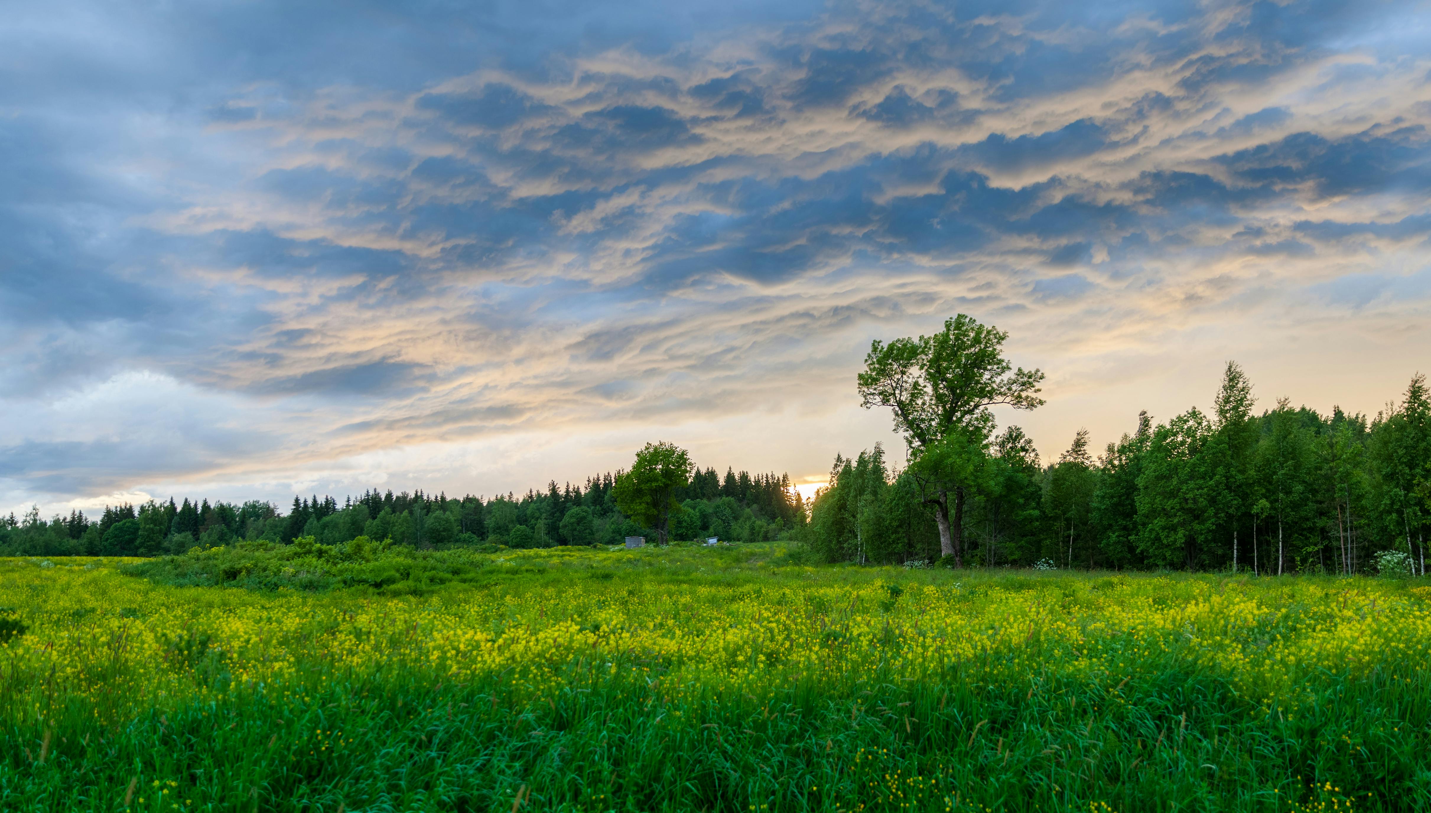 Forest · Free Stock Photo