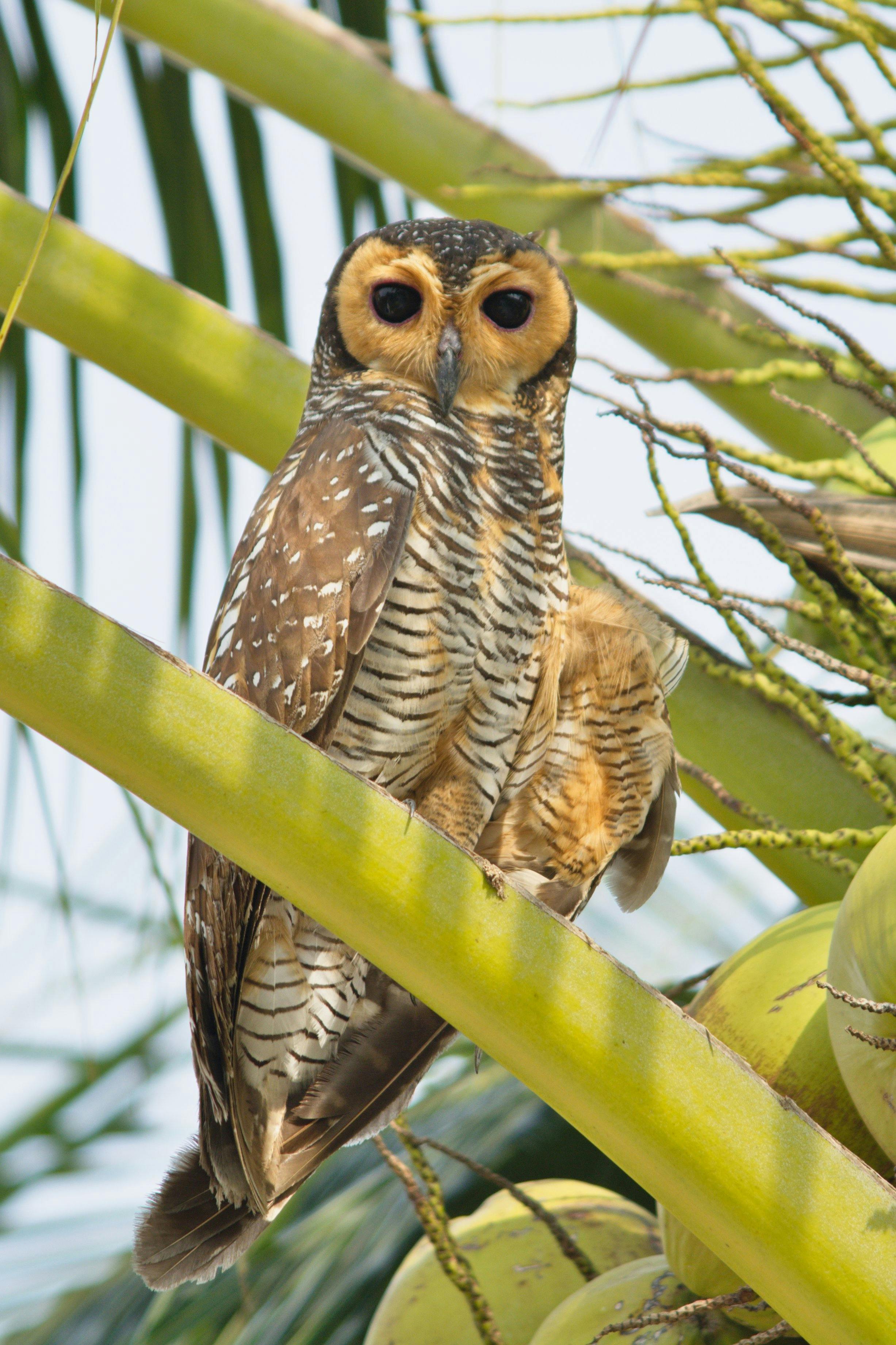 An Owl Perched on Coconut Tree · Free Stock Photo