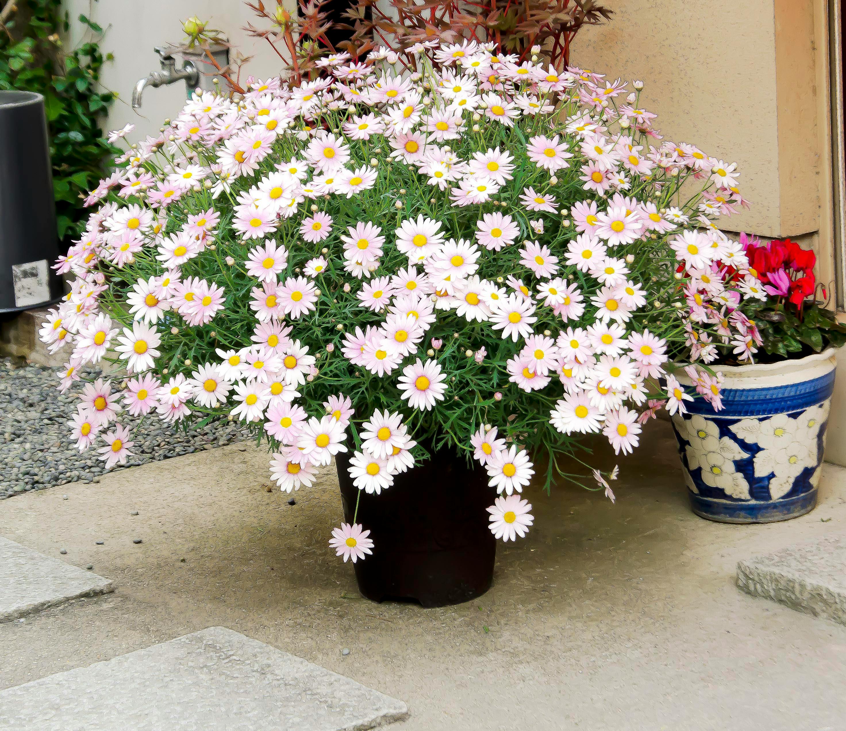 Shveta Sharma - 写真