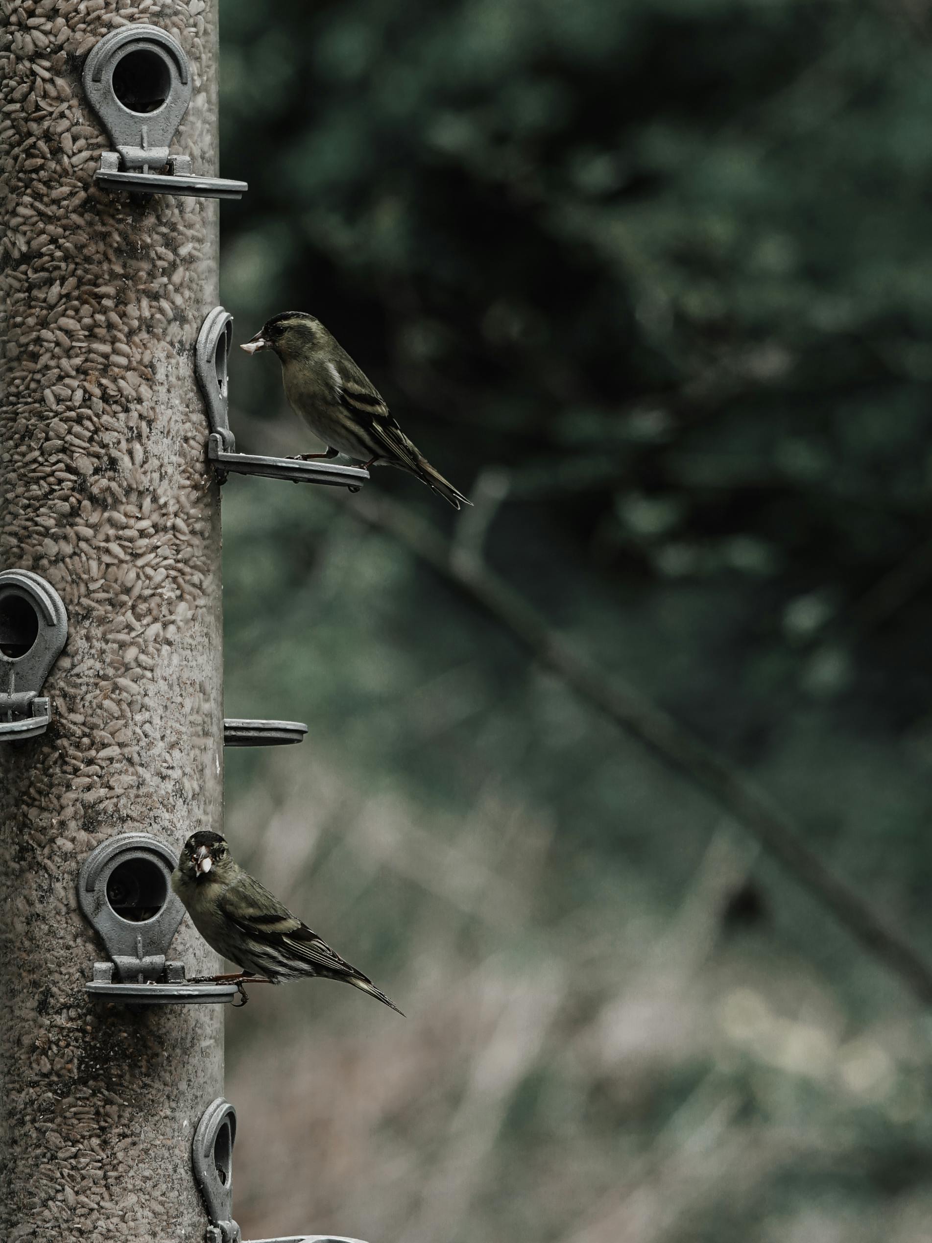 Bird Food Photos, Download The BEST Free Bird Food Stock Photos & HD Images