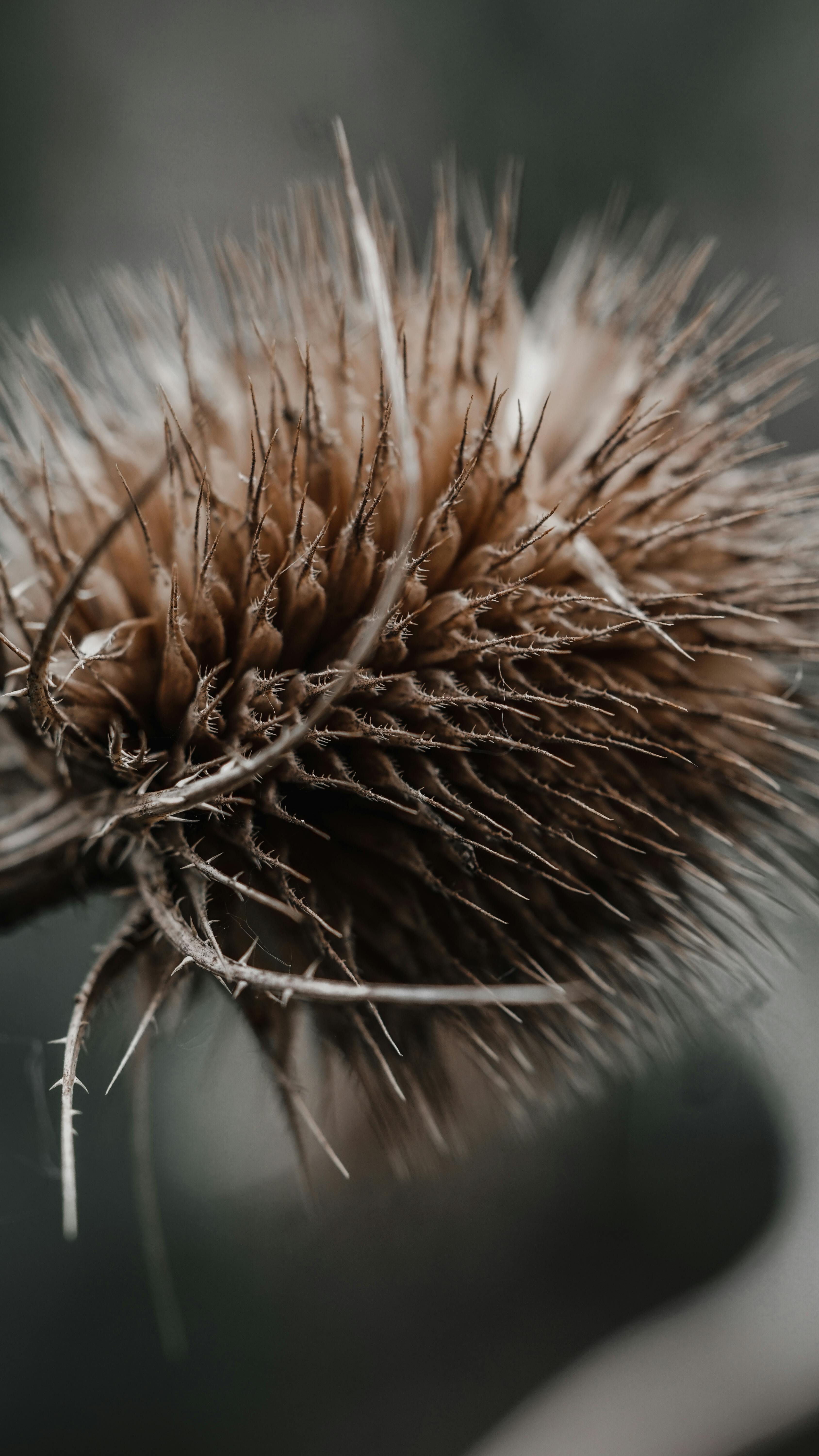 Brown Dried Flower in Close Up Shot · Free Stock Photo