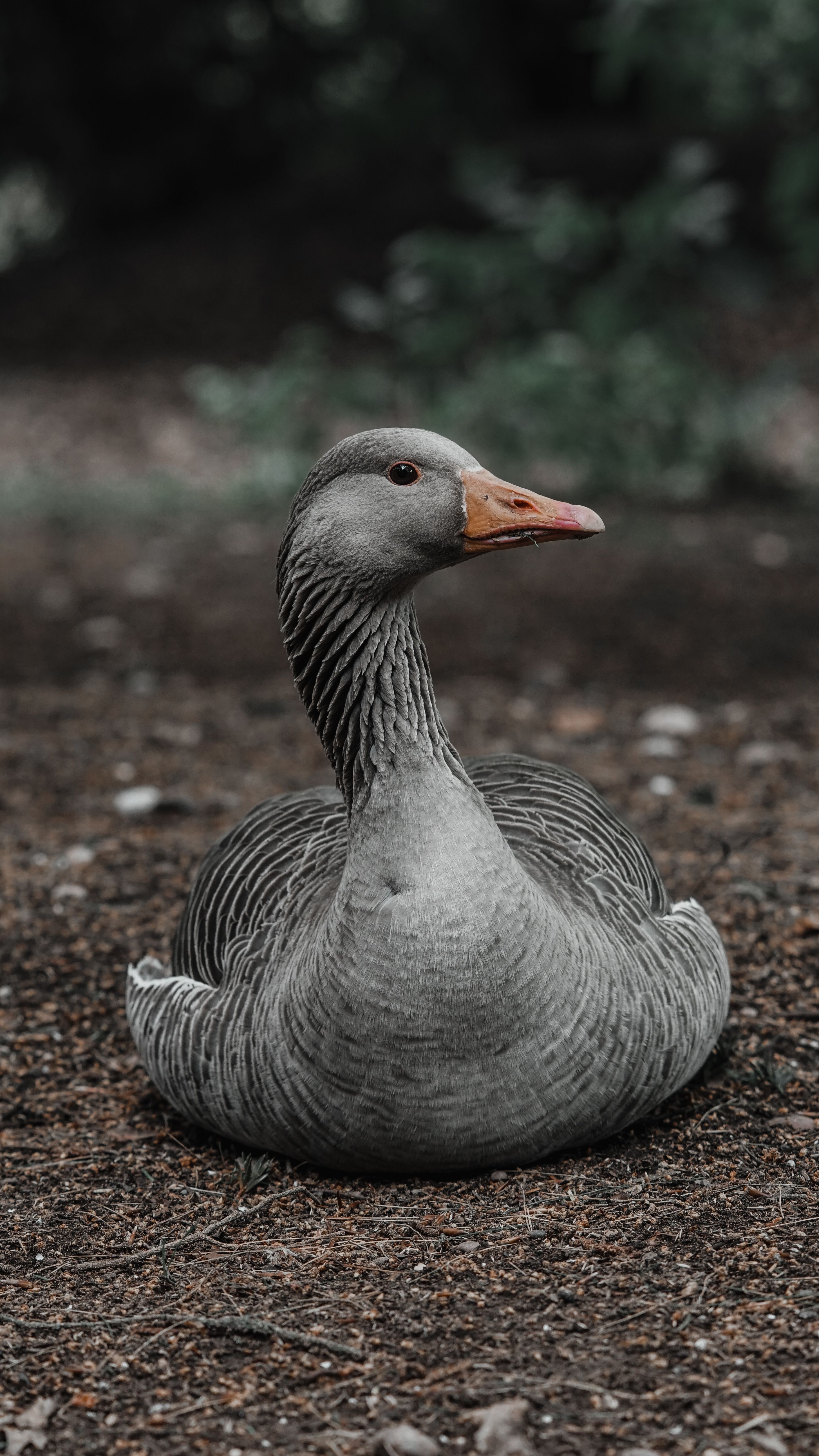 Back View of a White Goose · Free Stock Photo