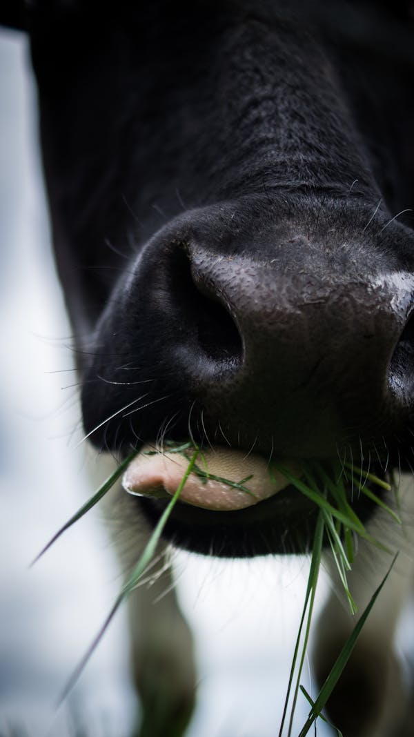 Cow Eating Grass Photos, Download The BEST Free Cow Eating Grass Stock ...