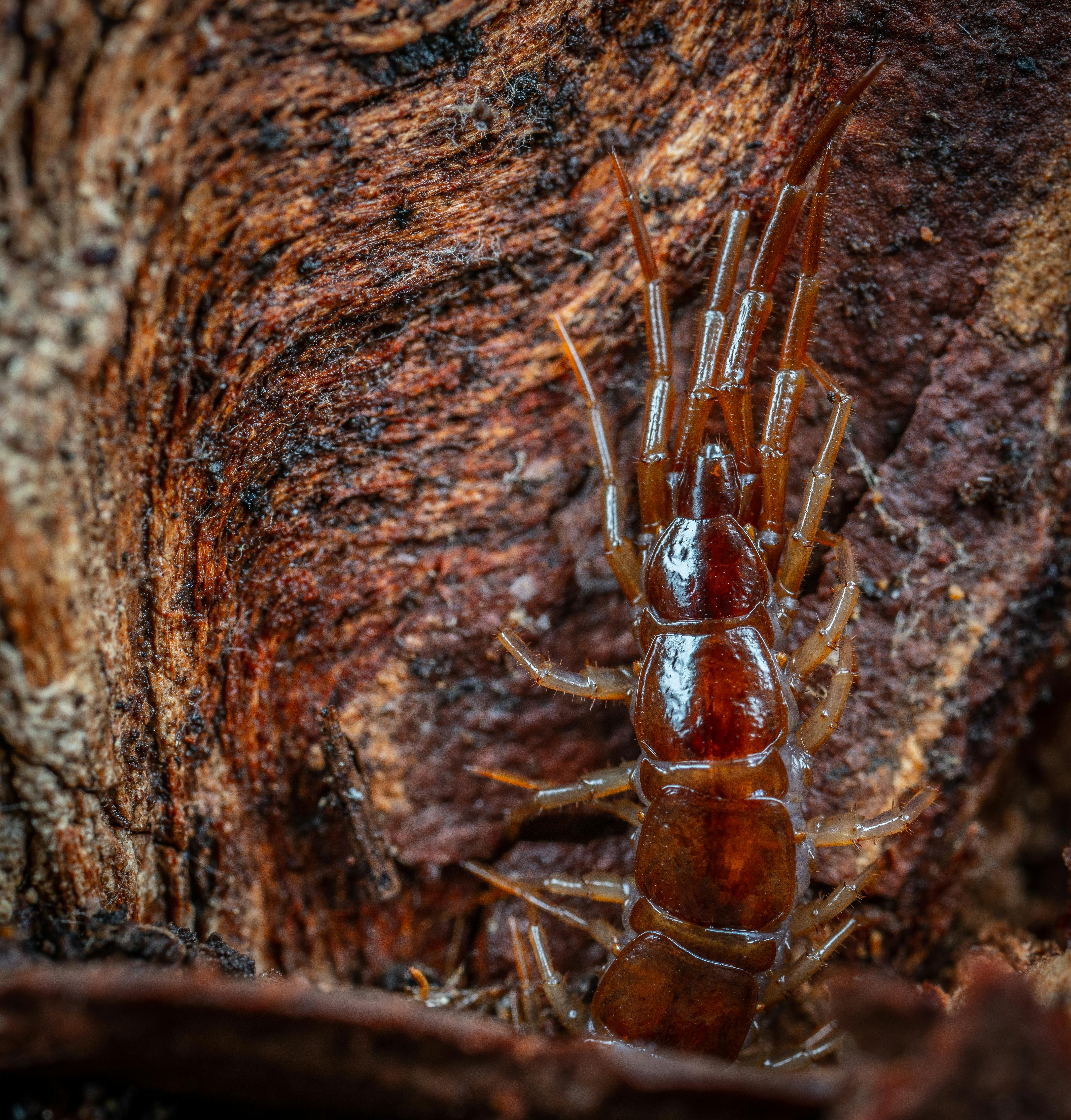 Close Up Shot of a Centipede · Free Stock Photo
