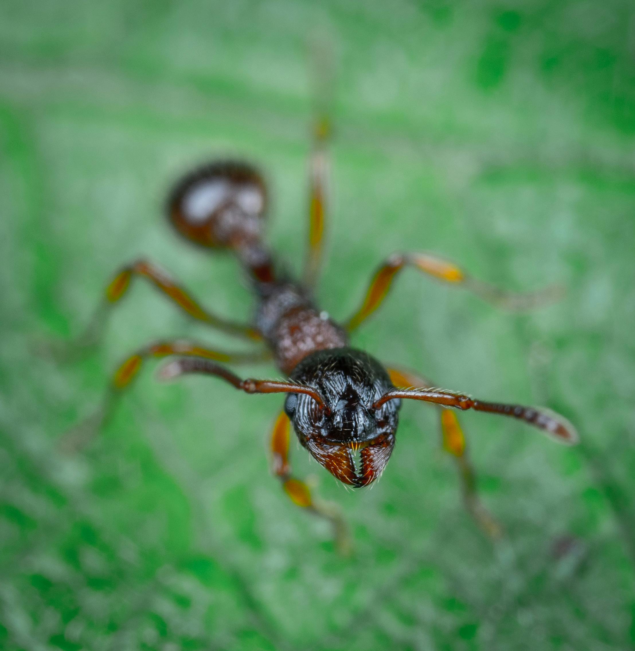 Black Ants · Free Stock Photo