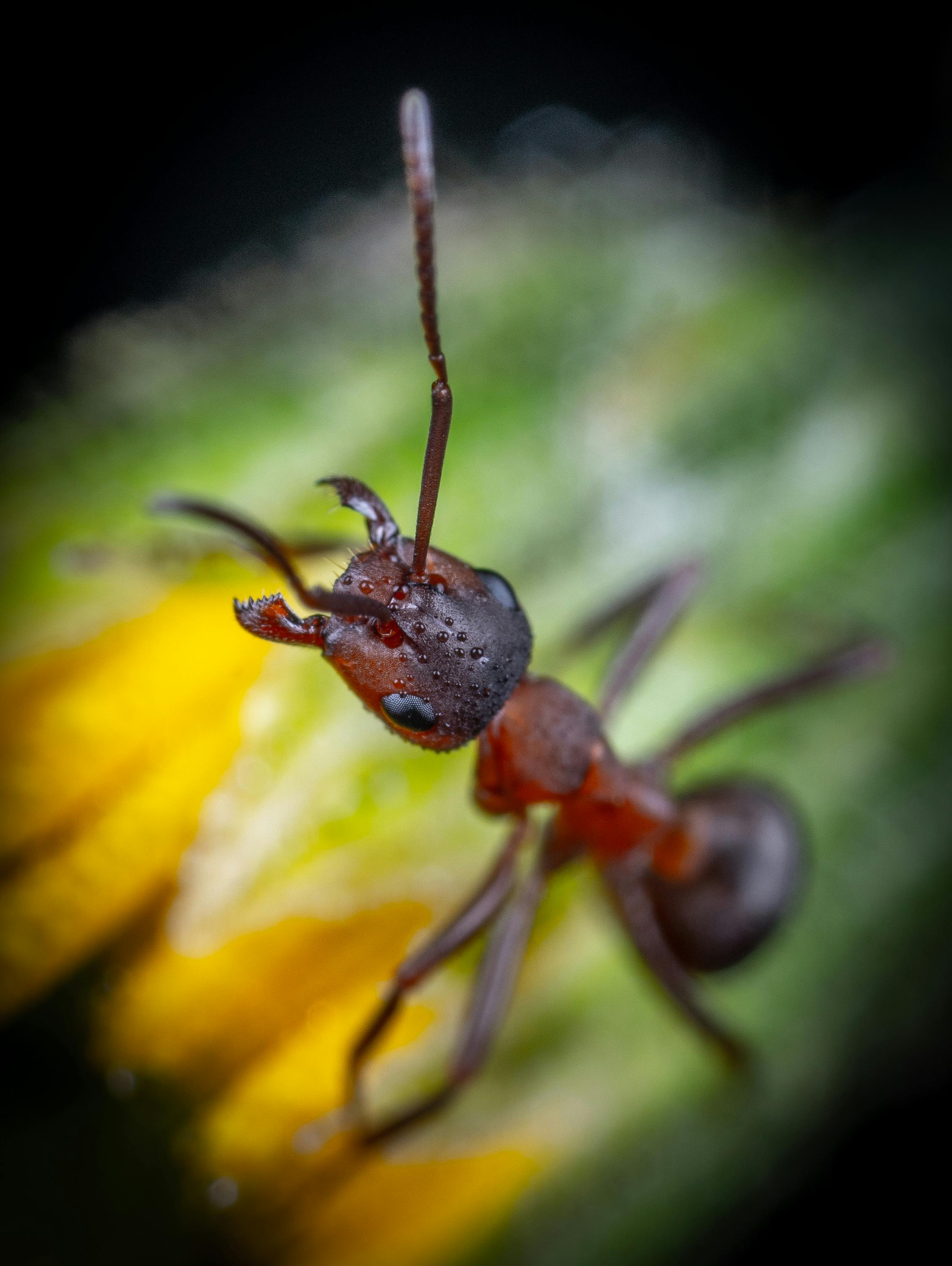 Brown Ant in Close Up Photography · Free Stock Photo