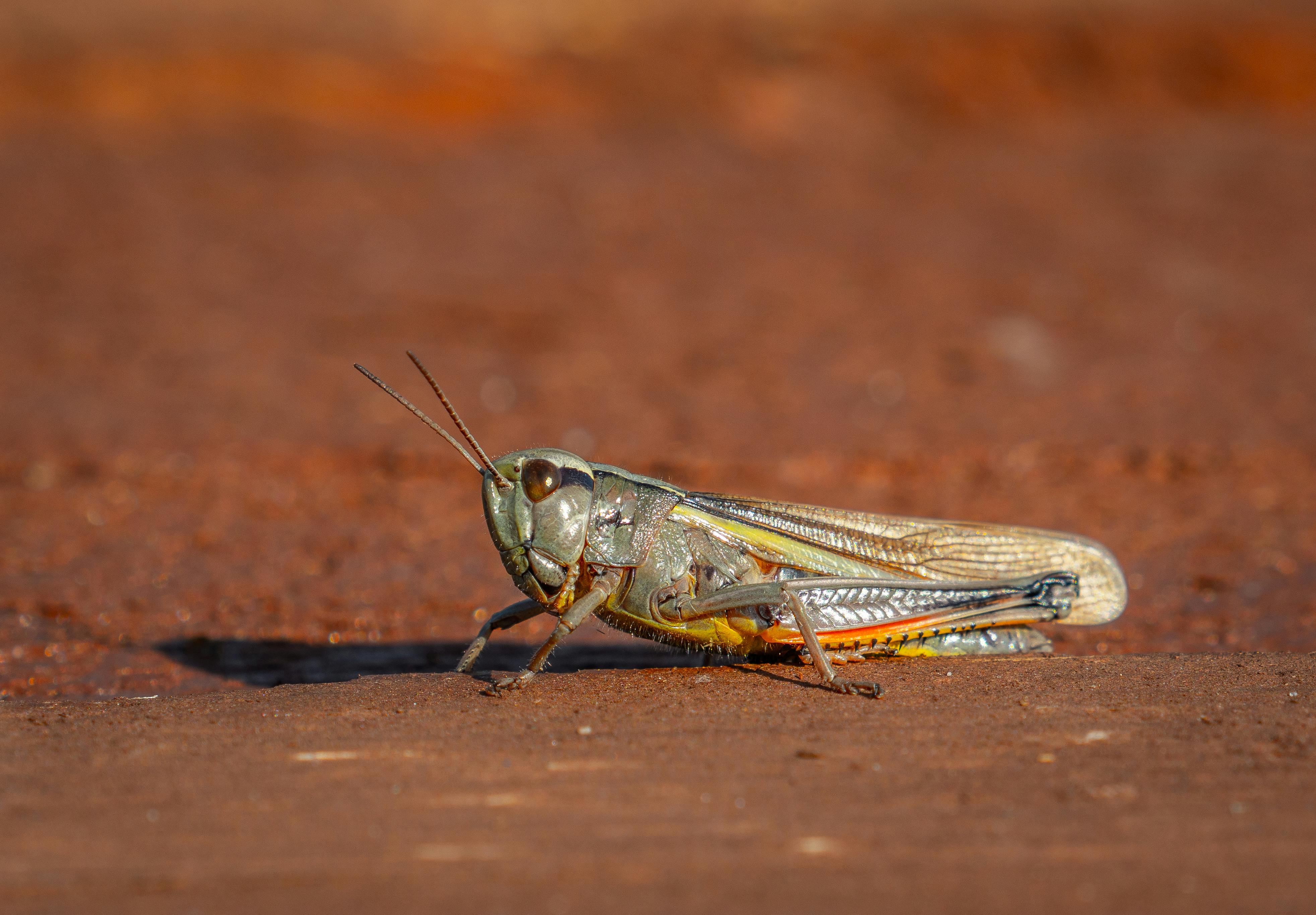 Desktop Wallpaper Animals Grasshopper Photos, Download The BEST Free ...