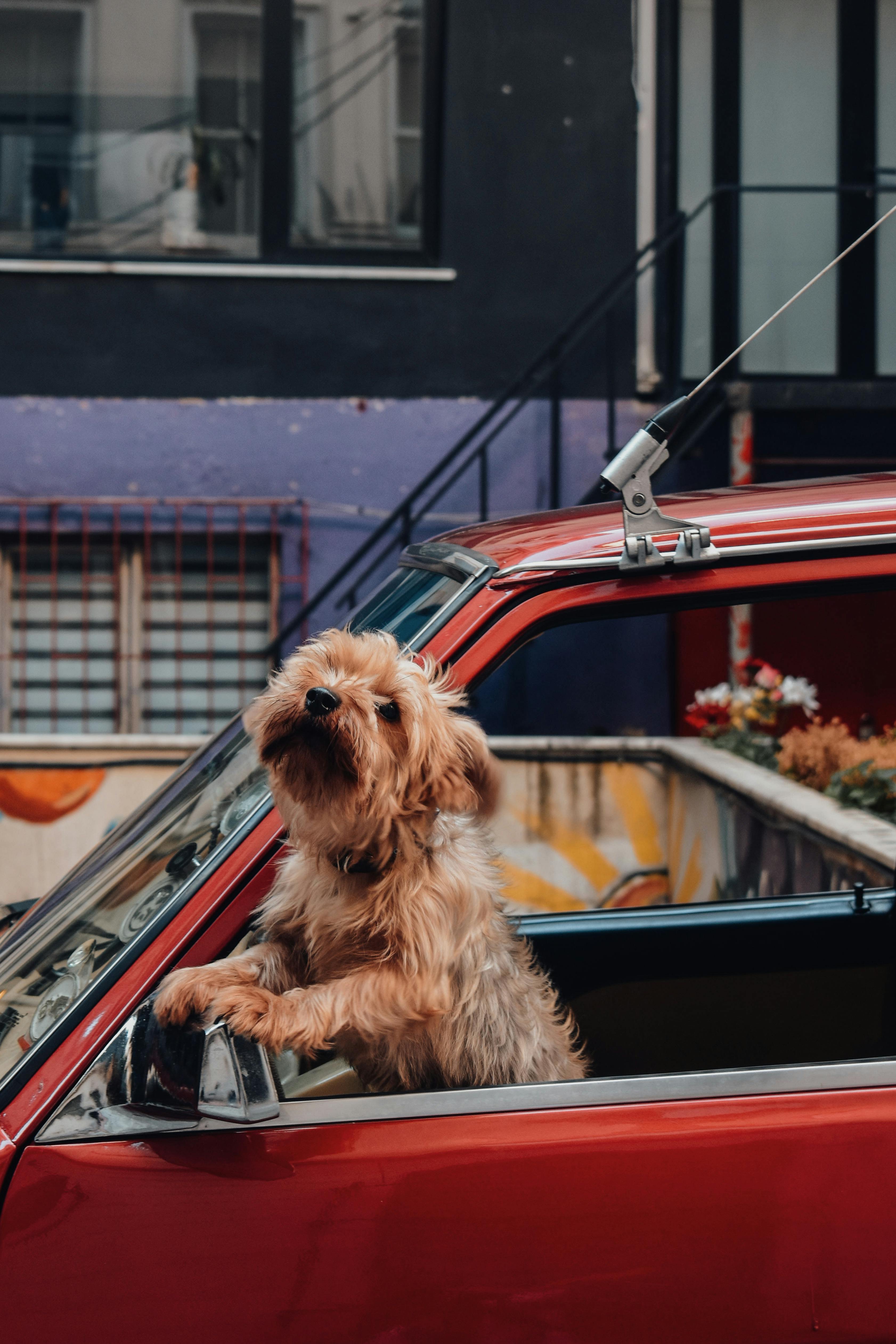Dog in Convertible Car · Free Stock Photo