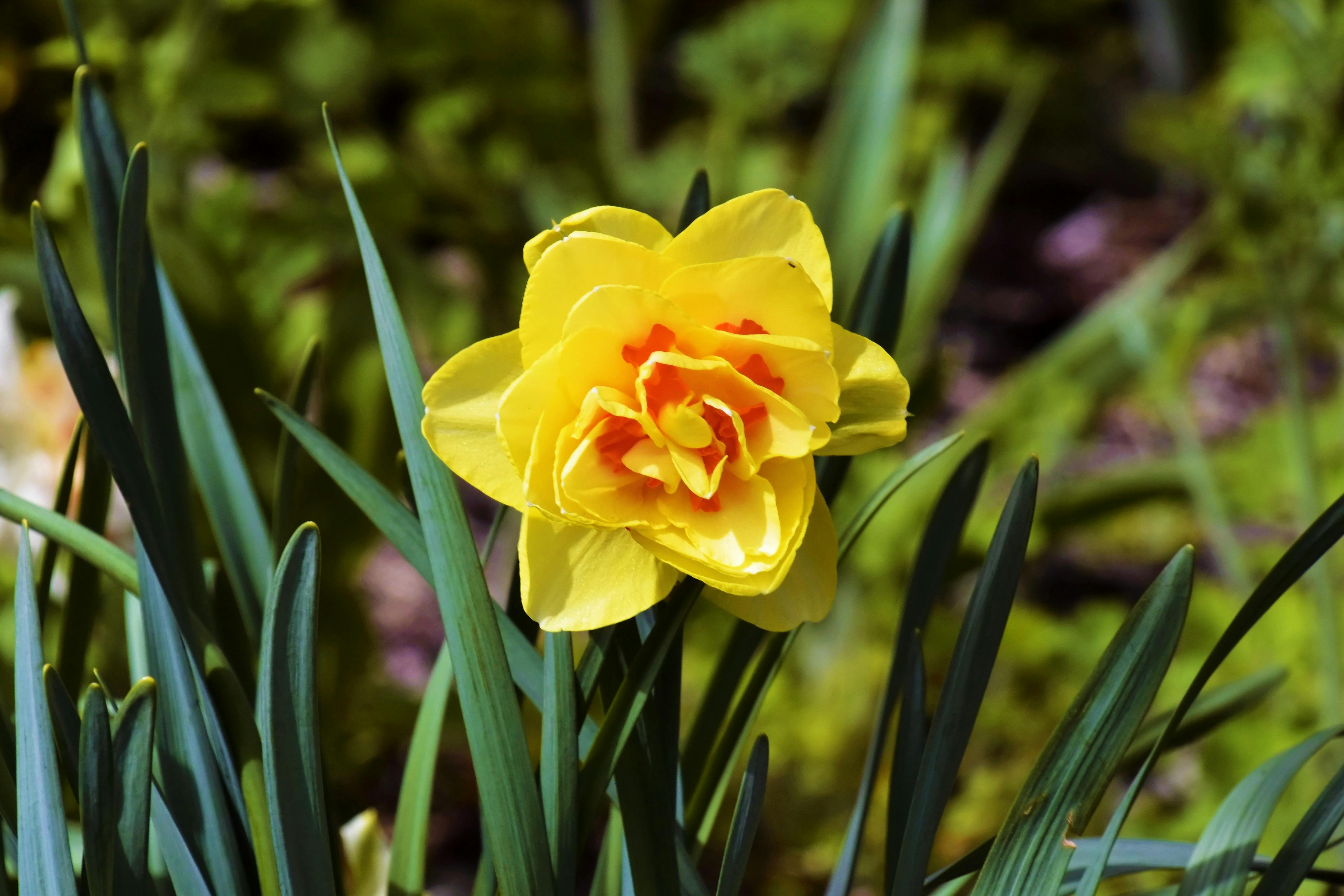 Yellow Daffodil Photos, Download The BEST Free Yellow Daffodil Stock ...