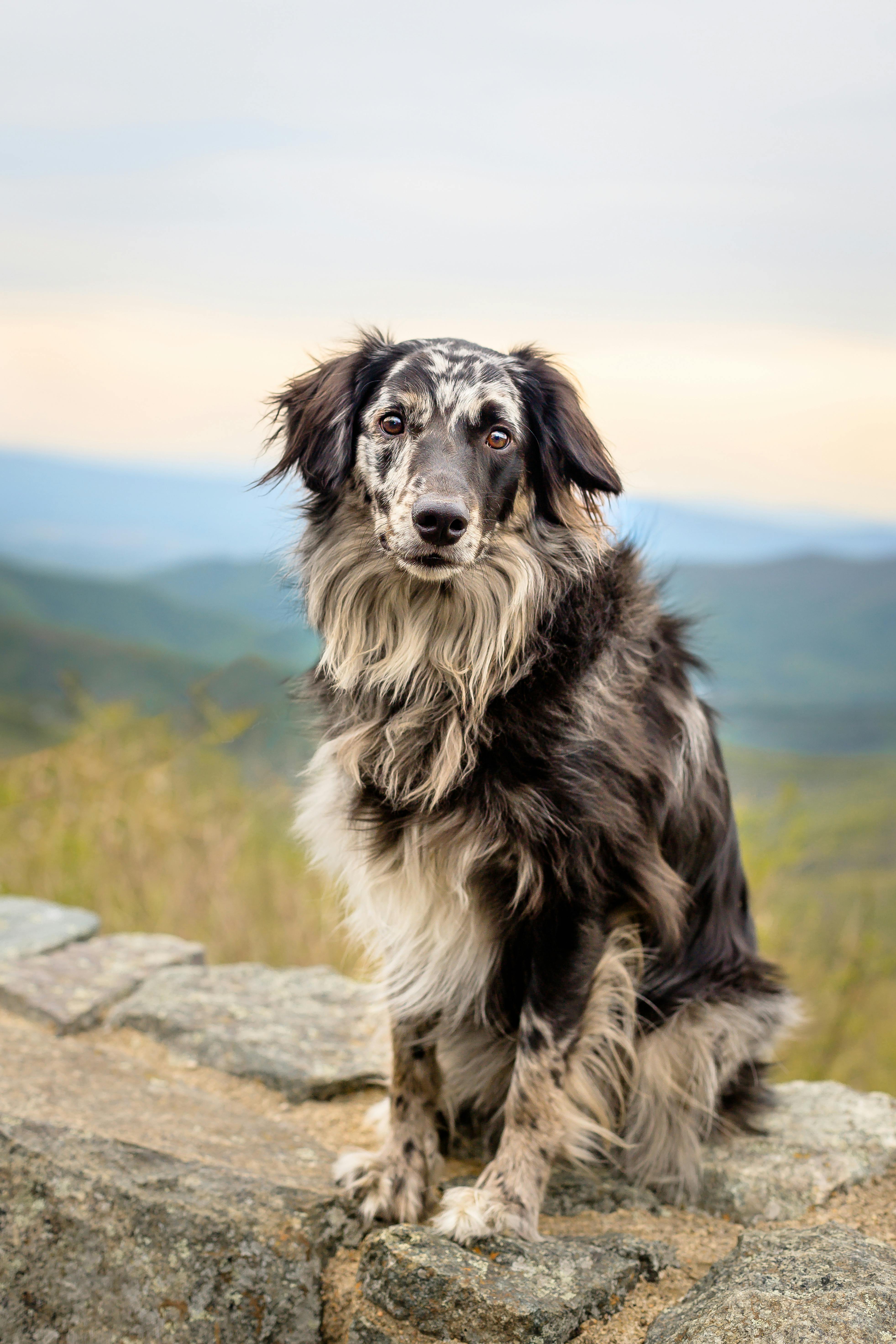 Blue Tri Merle Dog Photos, Download The BEST Free Blue Tri Merle Dog ...