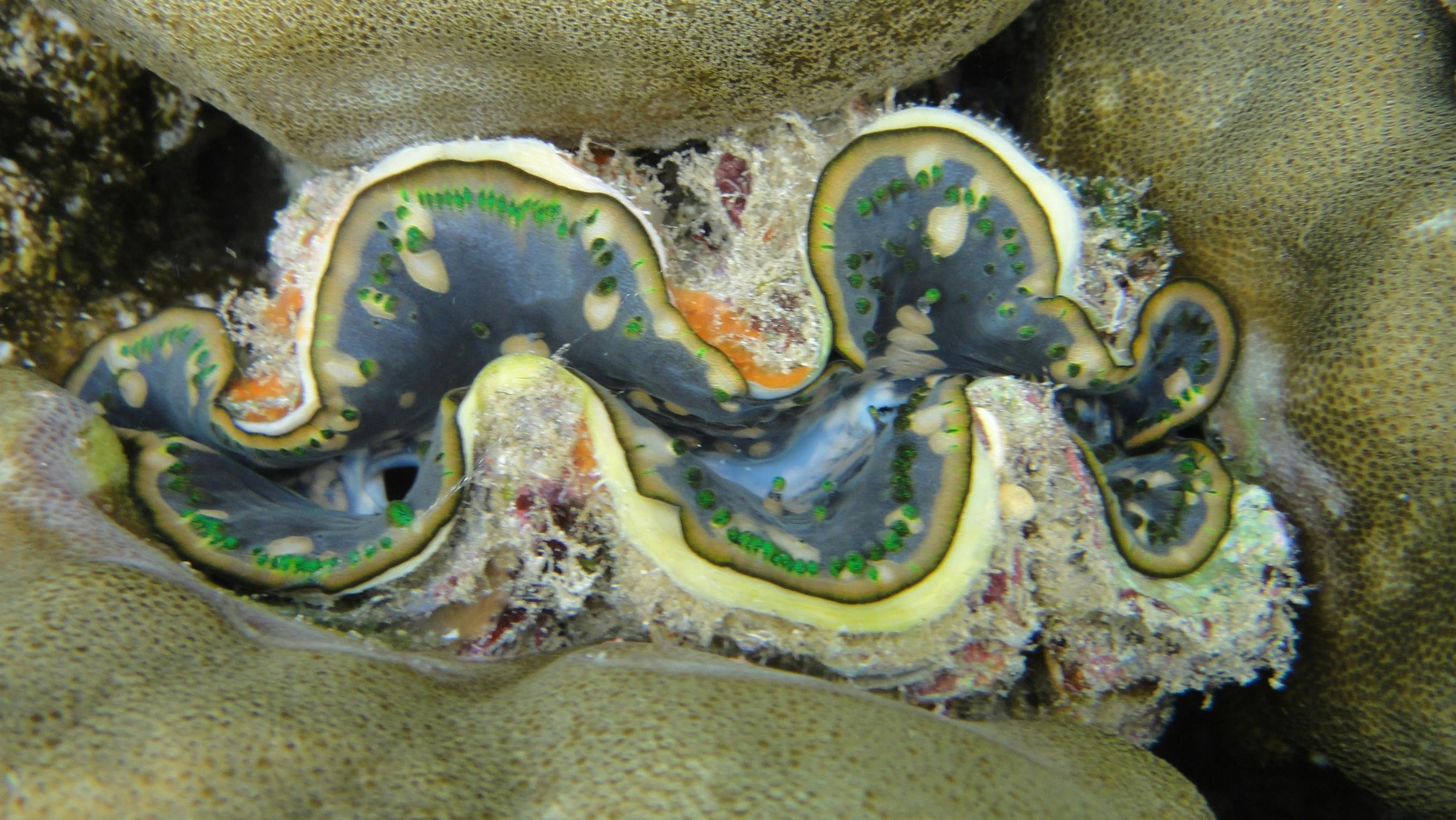 SAM MAJID – Fotografia