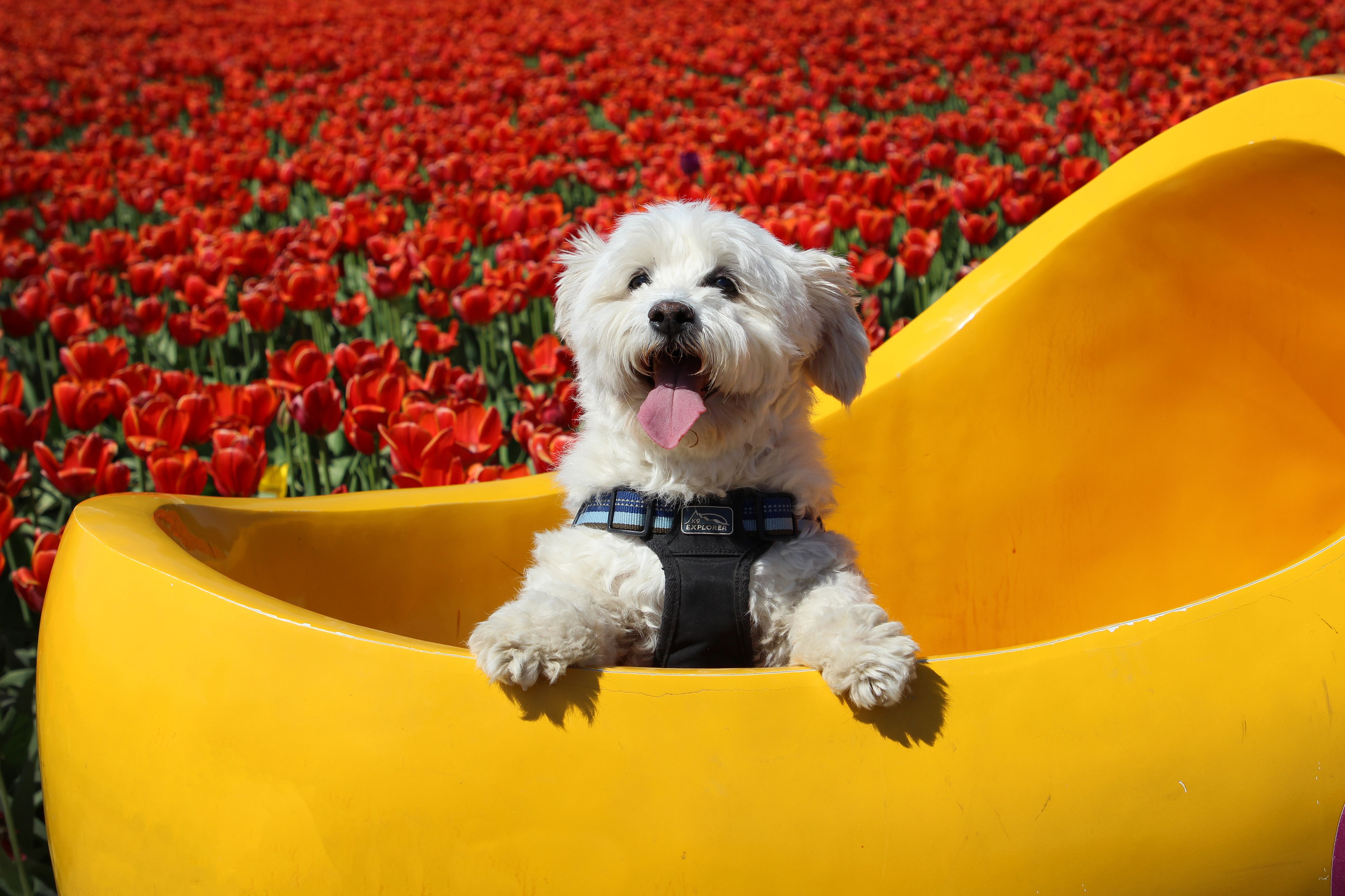 White Dog at a Tulip Field · Free Stock Photo