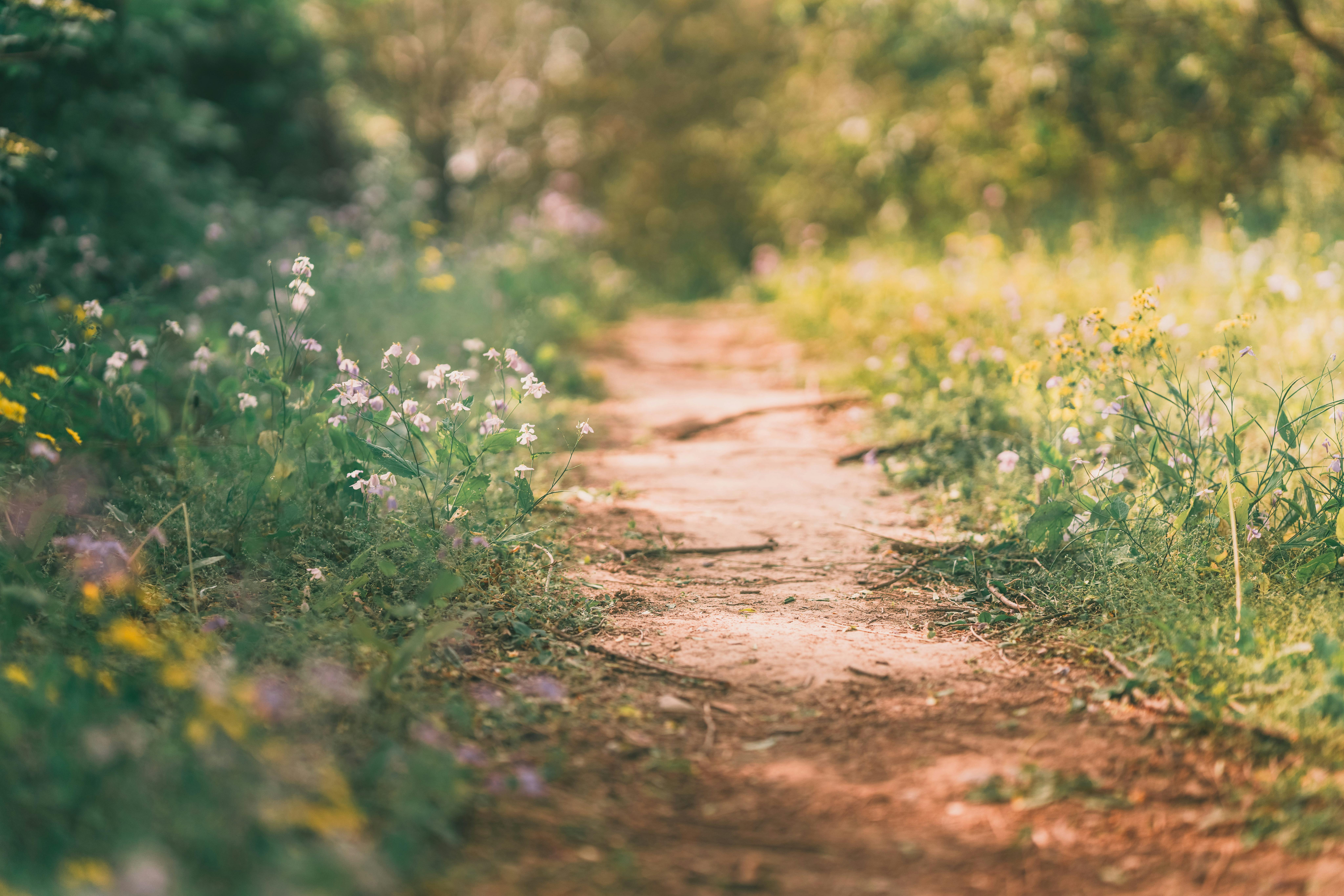 Low Angle View of Unpaved Pathway · Free Stock Photo