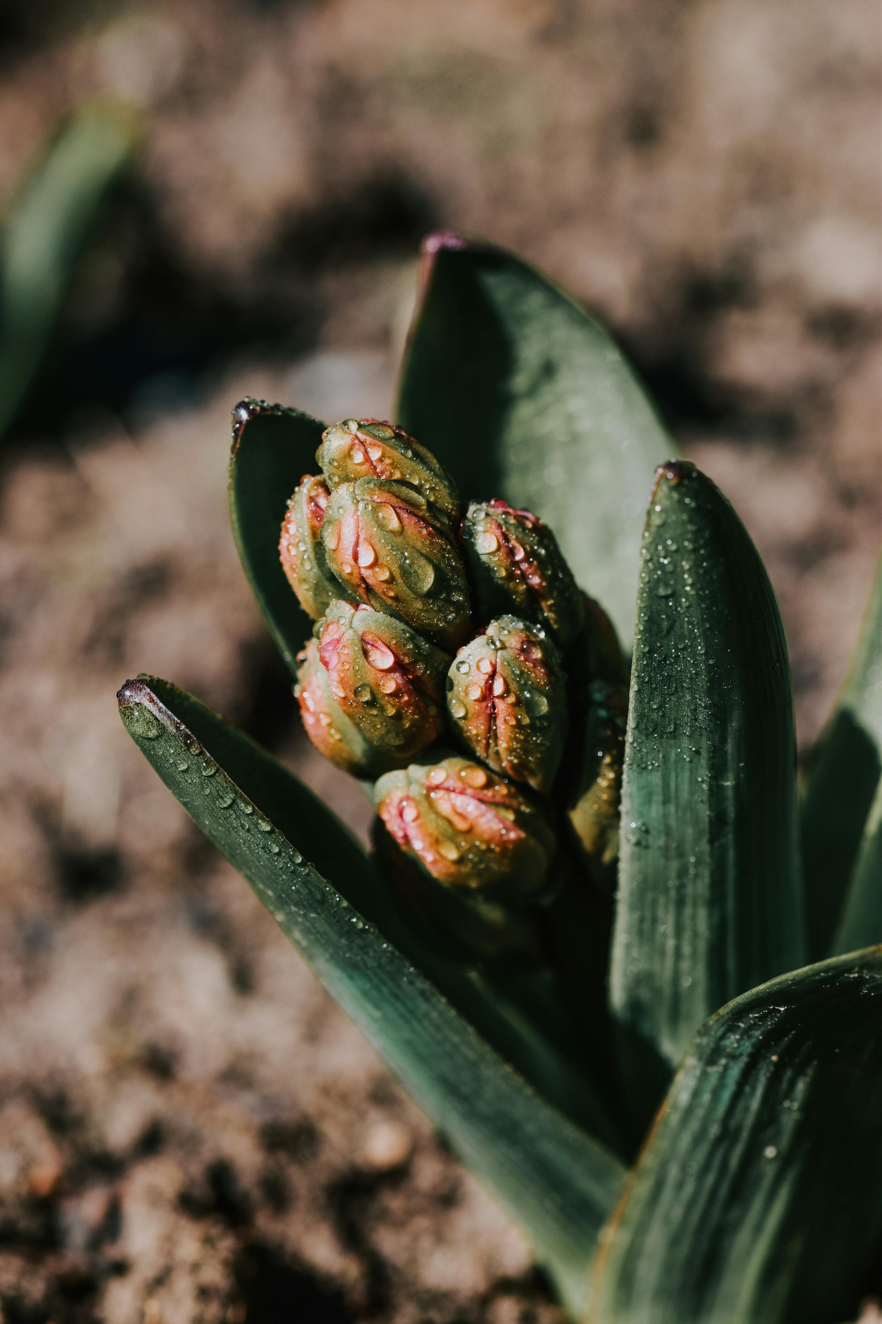 Plant Covered Photos, Download Free Plant Covered Stock Photos & HD Images