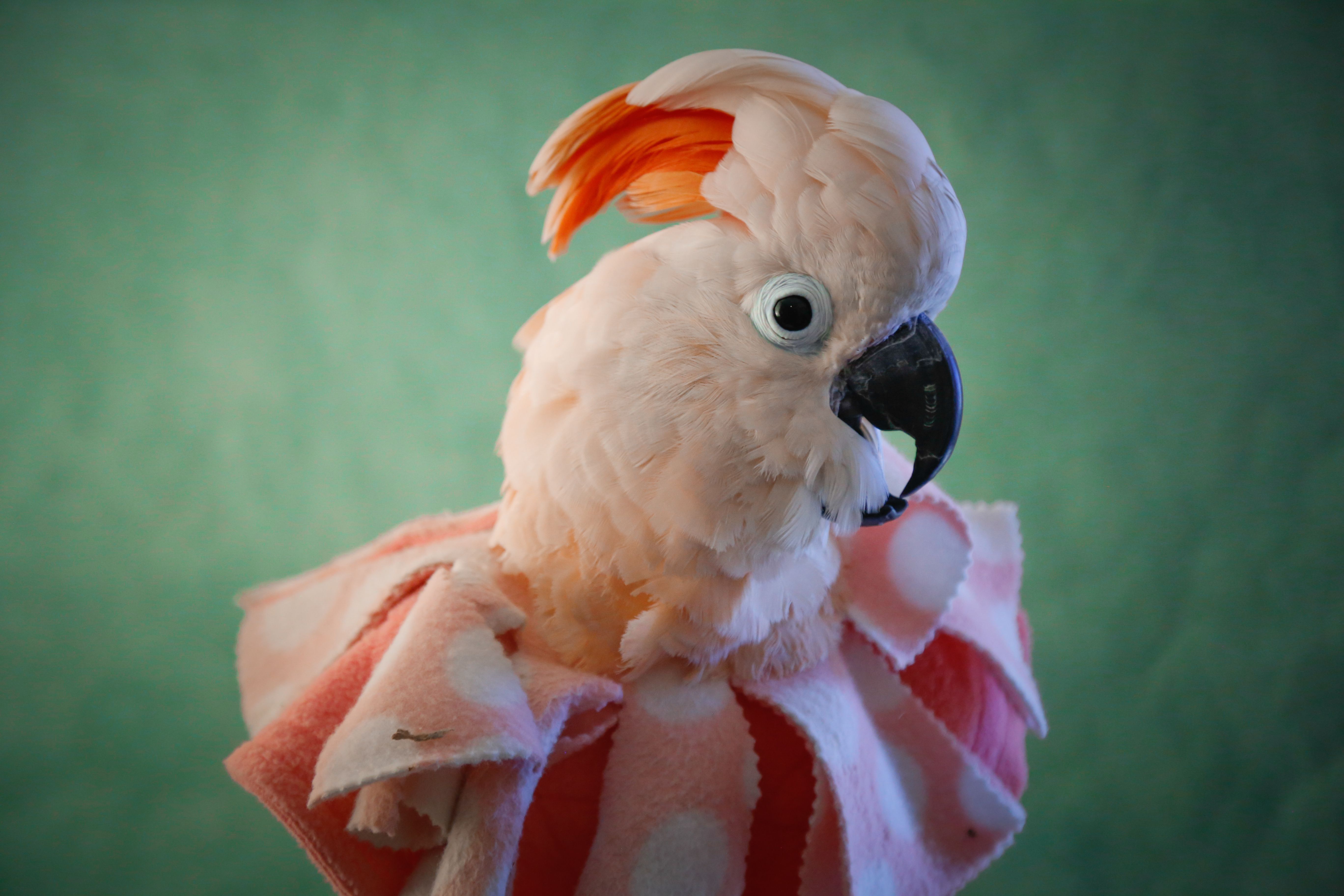 Portrait of Cockatoo Wearing Little Dress · Free Stock Photo