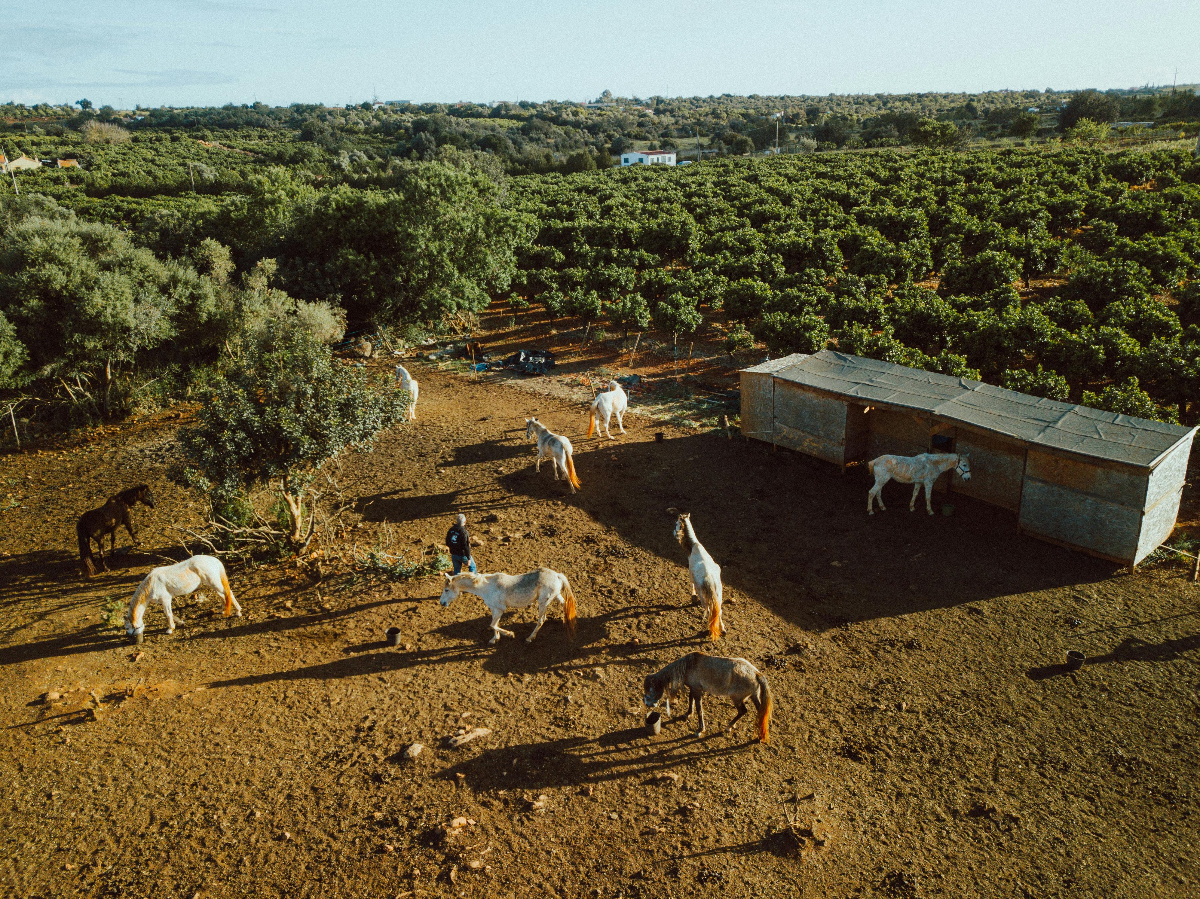 A Top View of a Horses · Free Stock Photo