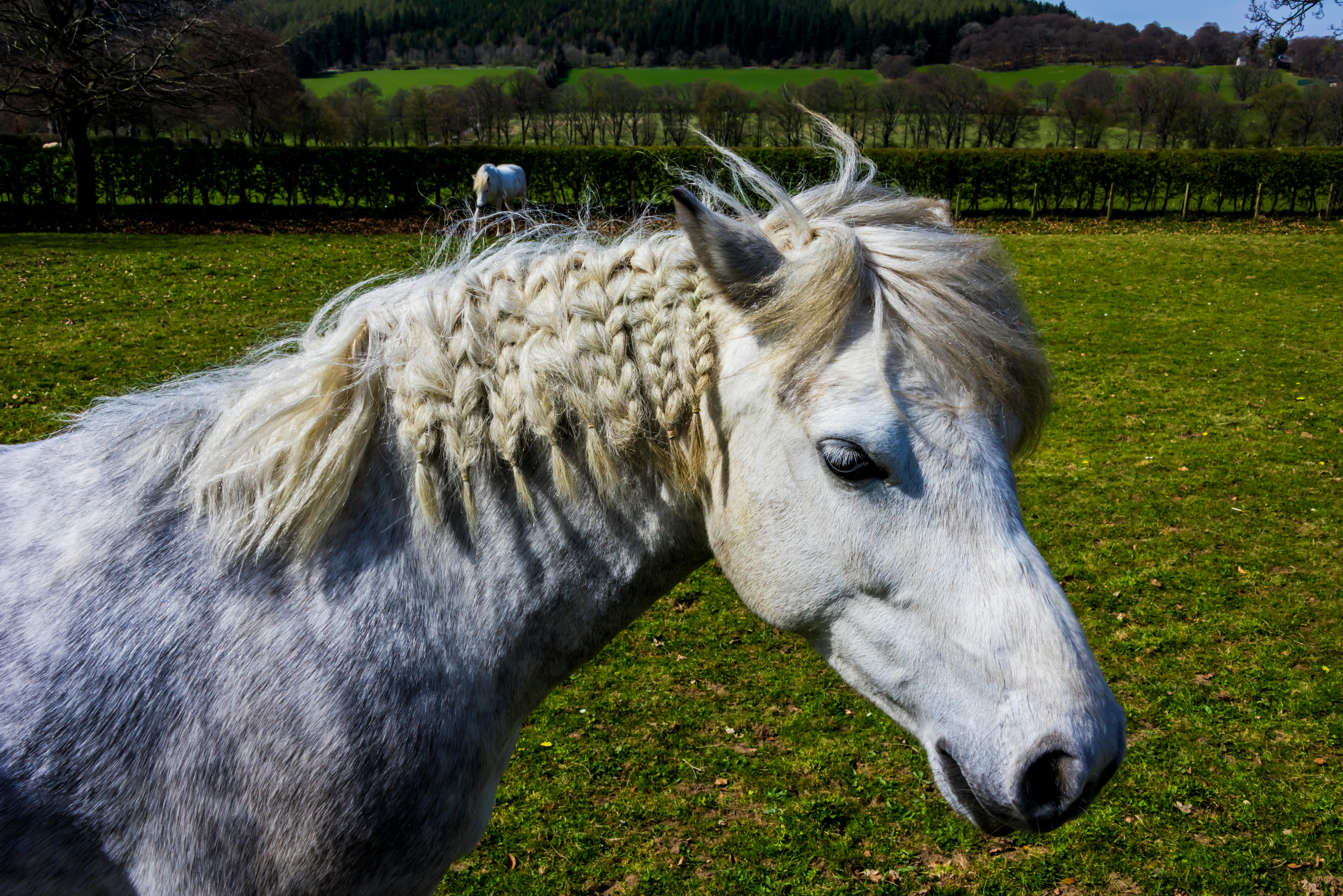 Botond Ortutay - 摄影