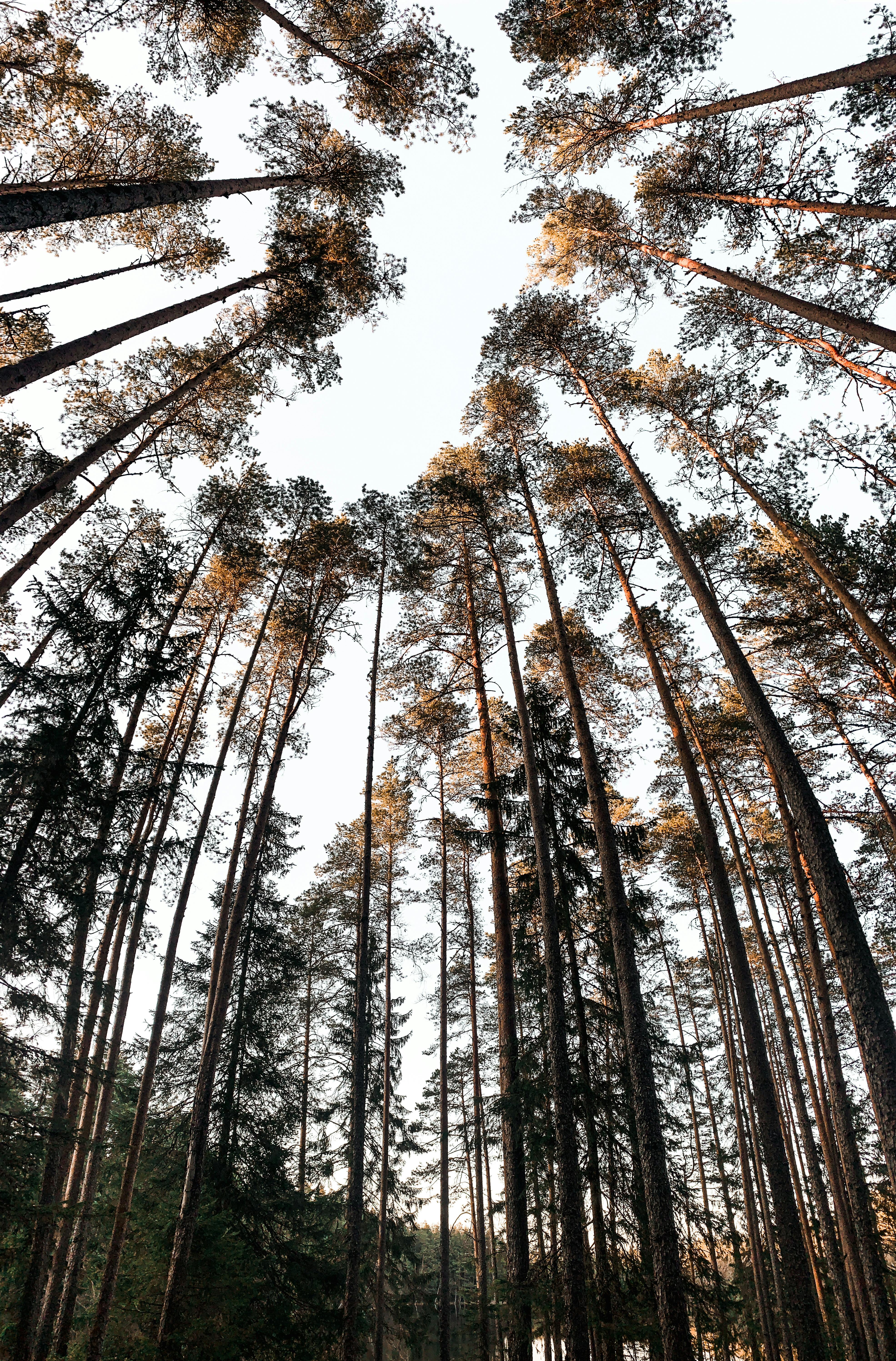 Green Leafed Tree Low Angle Photography · Free Stock Photo