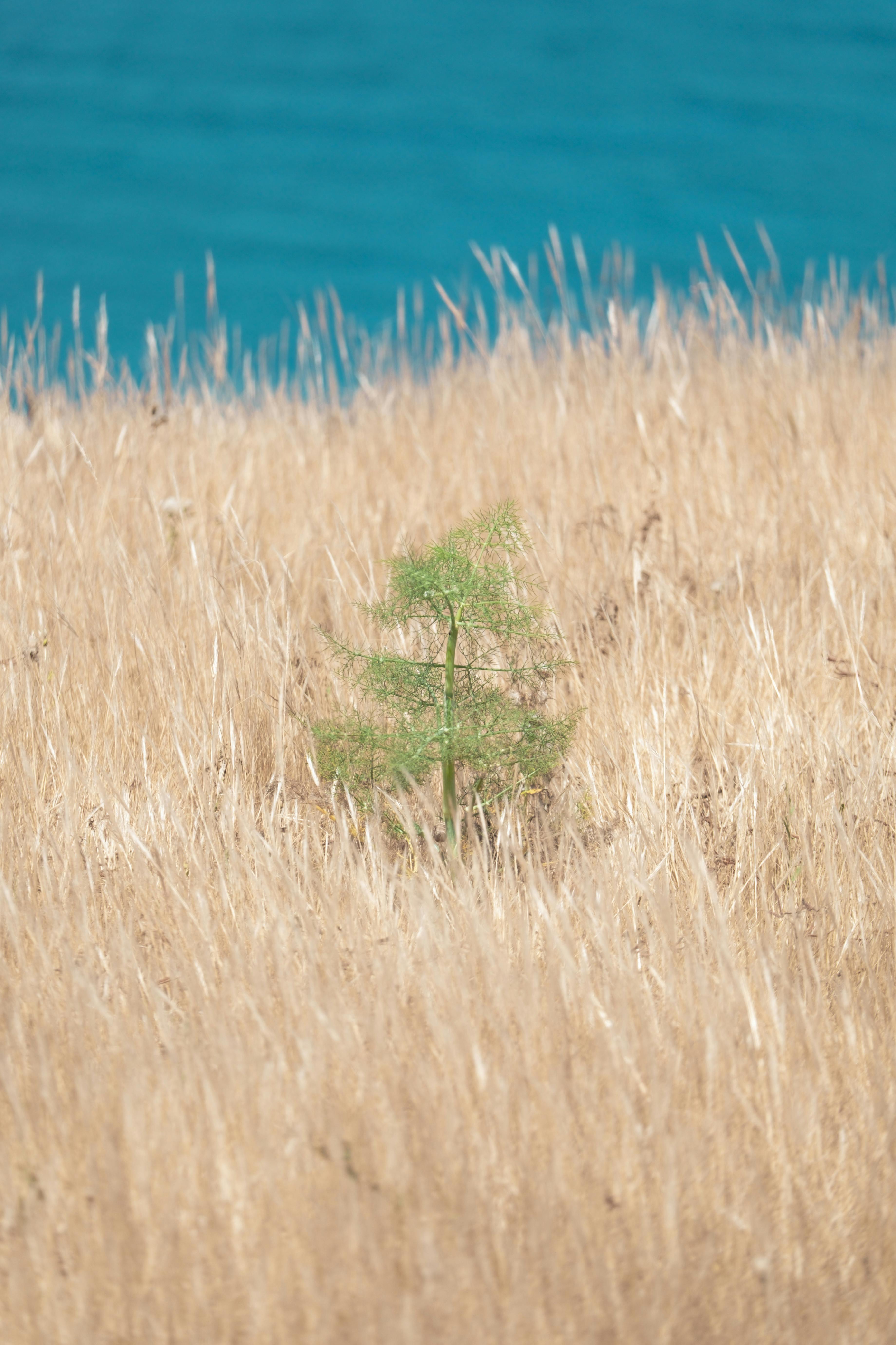 Green Plant Bg Photos, Download The BEST Free Green Plant Bg Stock ...