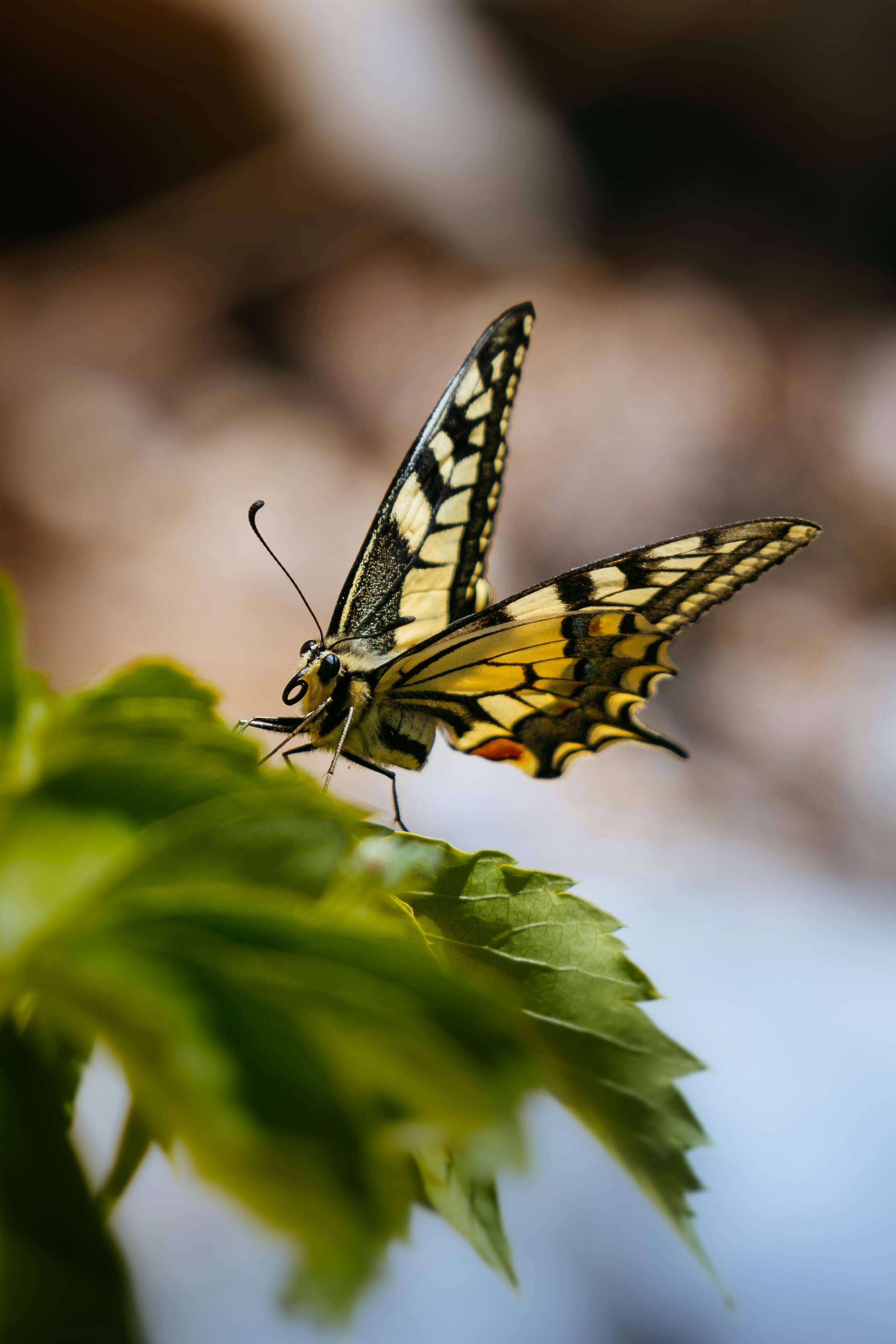 Scaly Wing Photos, Download The BEST Free Scaly Wing Stock Photos & HD ...