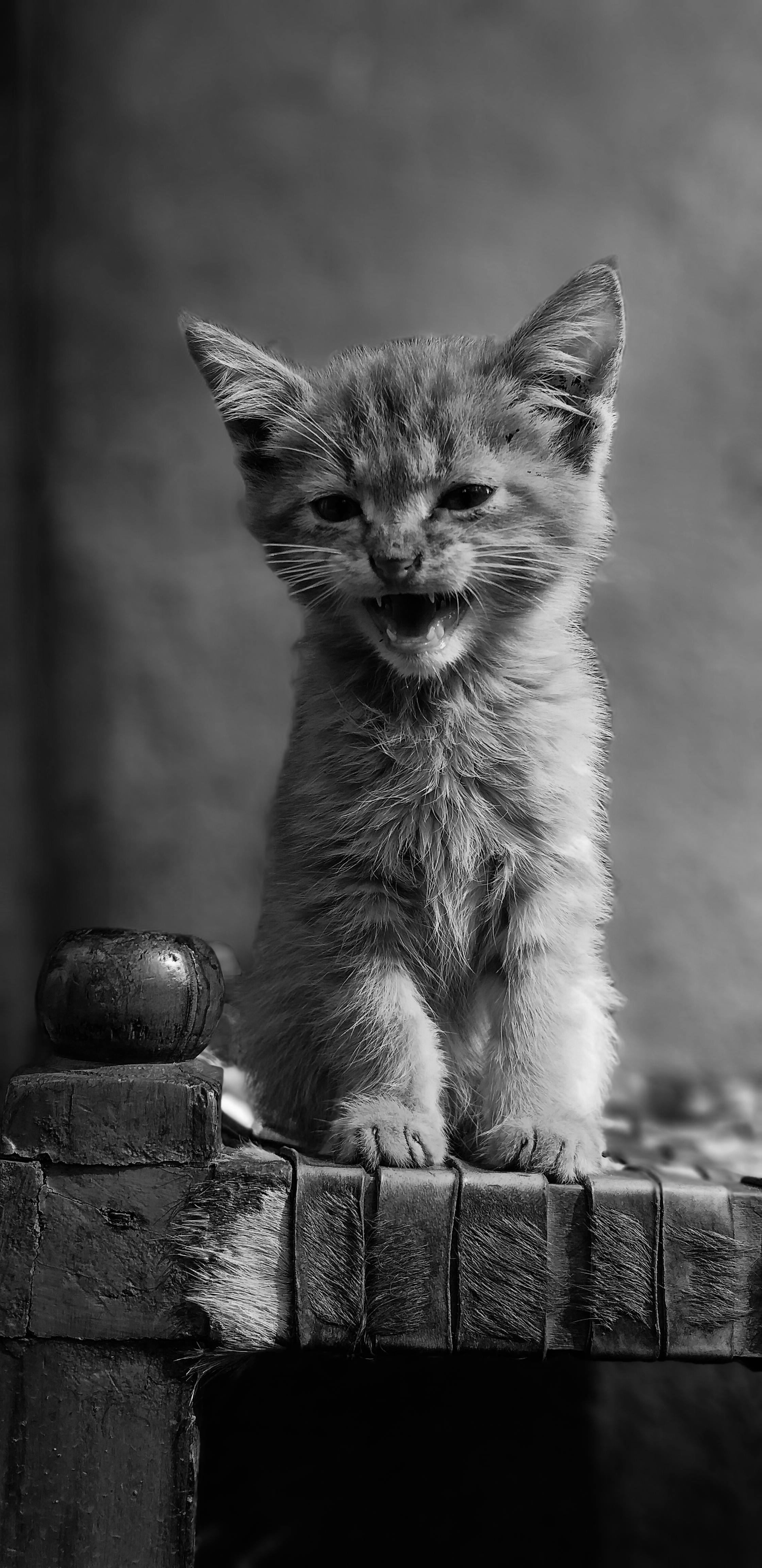 Grayscale Photography of Tabby Cat · Free Stock Photo
