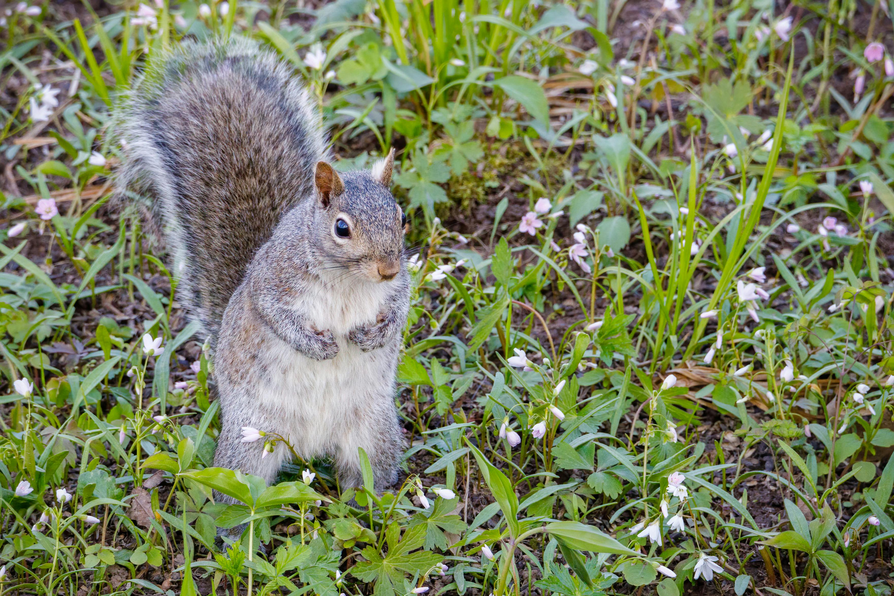 Gray White and Black Long Coat 4 Legged Animal · Free Stock Photo