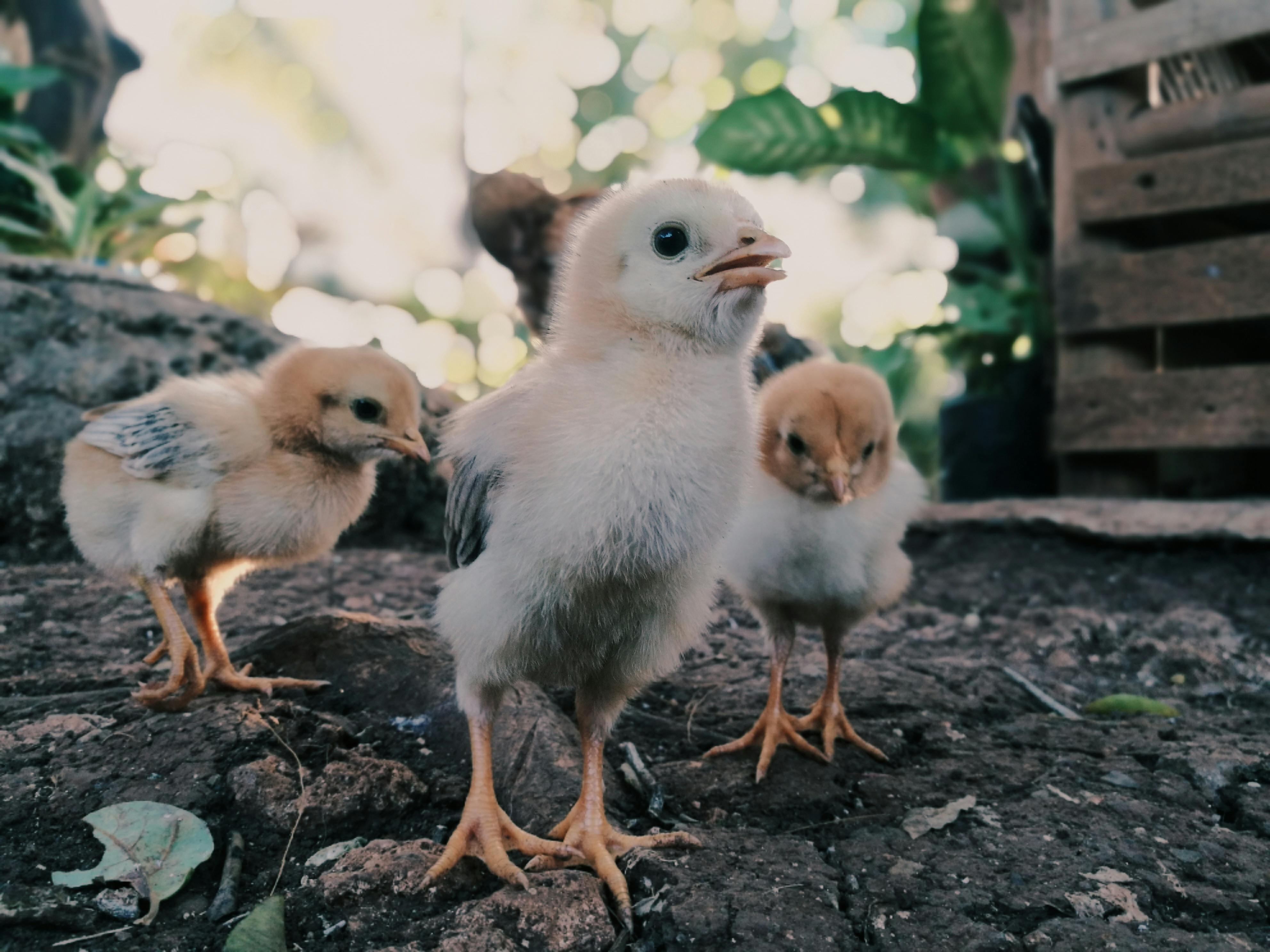 White and Yellow Chicks on Pebble Covered Ground · Free Stock Photo