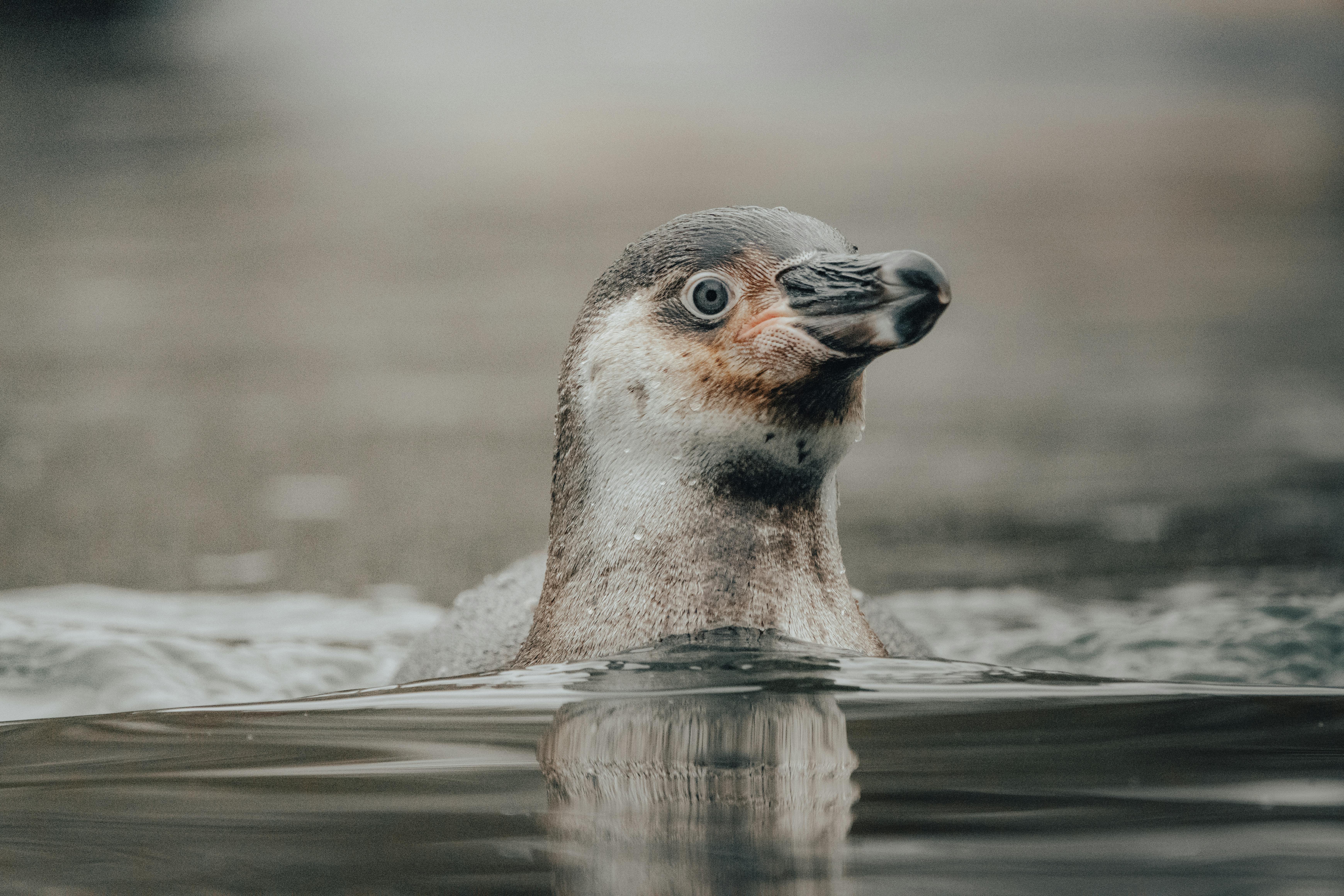 Gray Penguin in Water · Free Stock Photo
