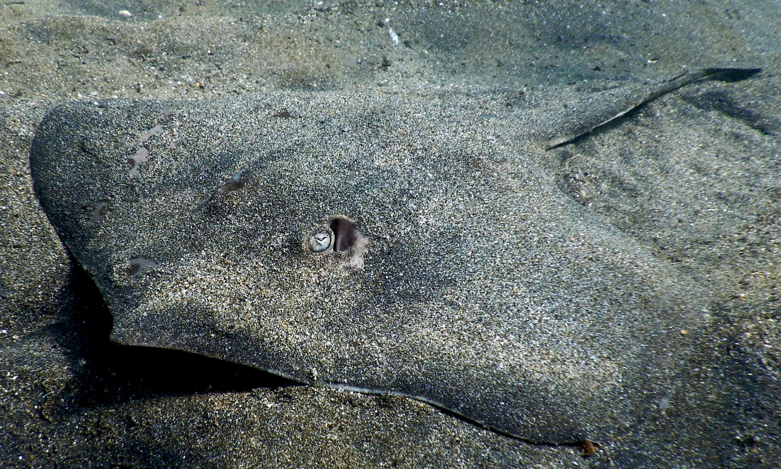 A Stingray Underwater · Free Stock Photo