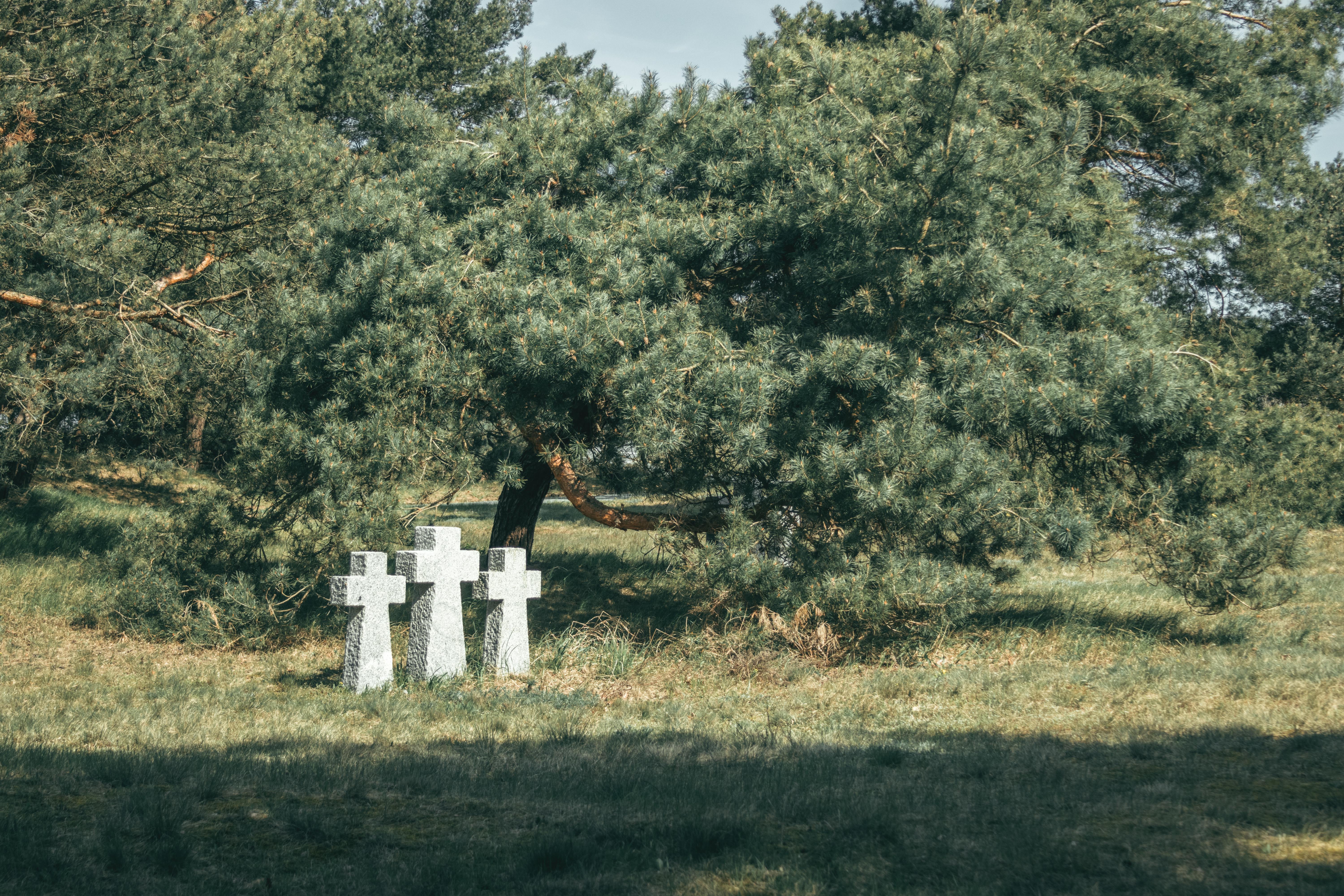 Moss on Grave · Free Stock Photo