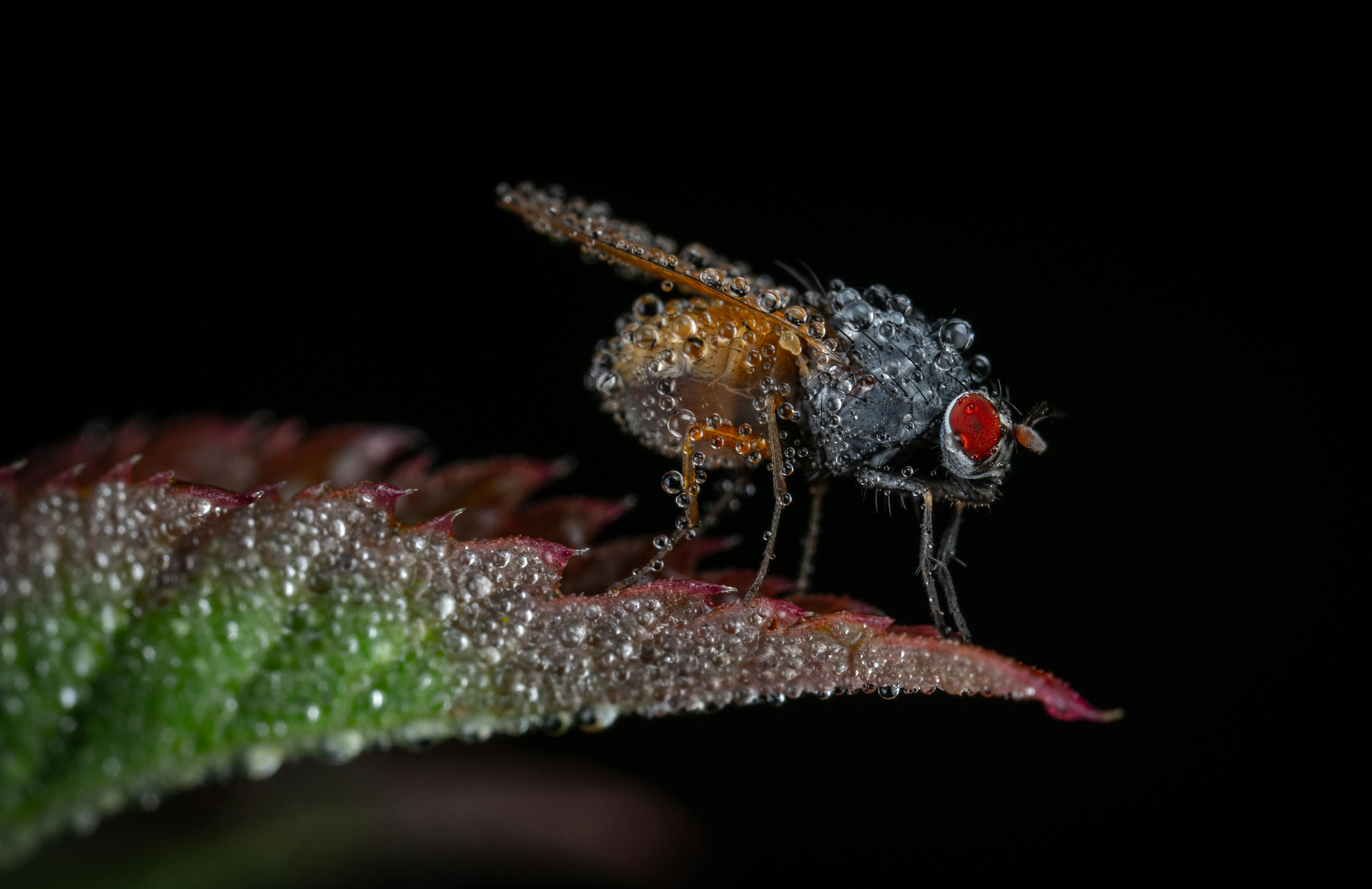 Wet Fly in Close Up Photography · Free Stock Photo
