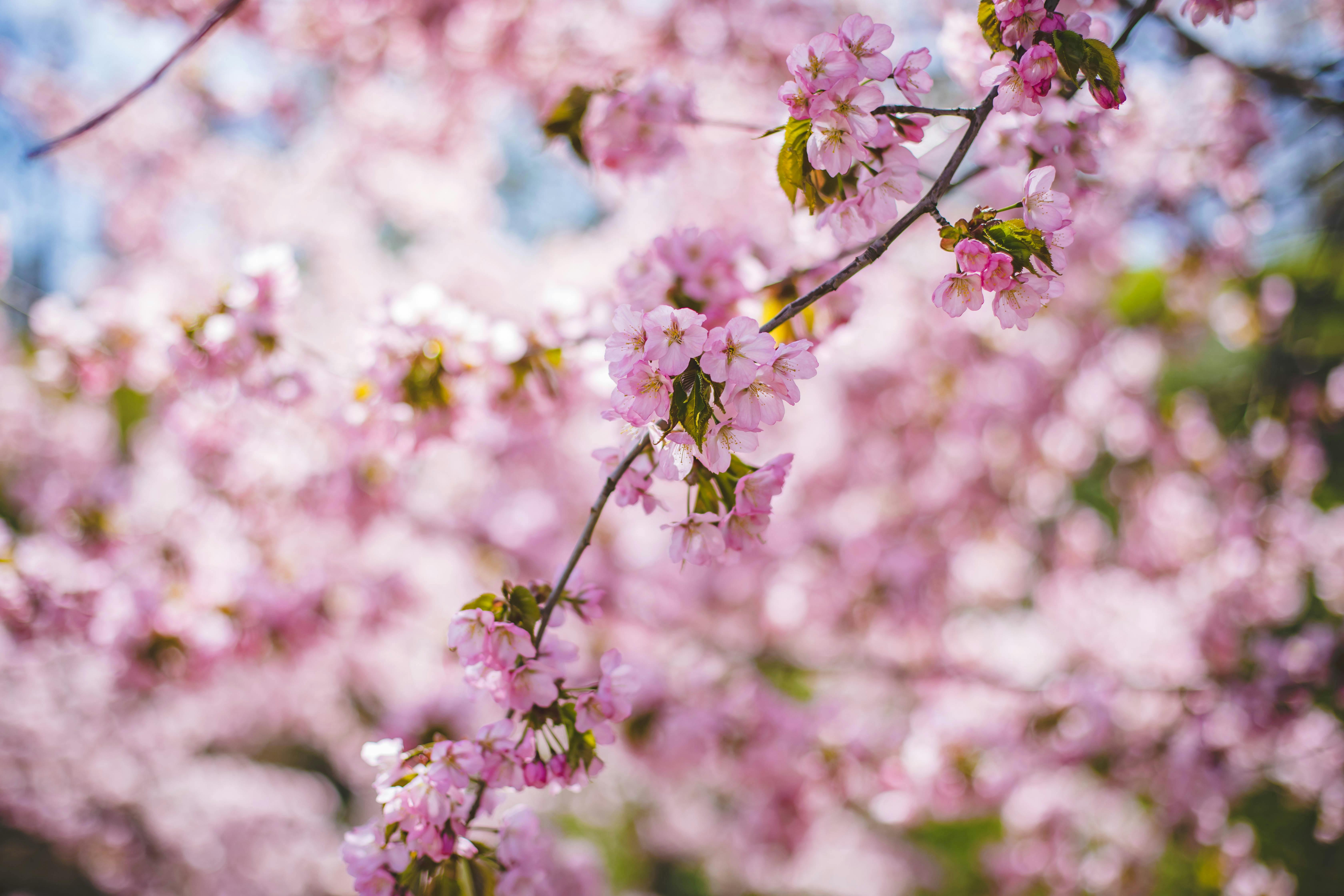 Blooming Sakura tree in summer garden · Free Stock Photo
