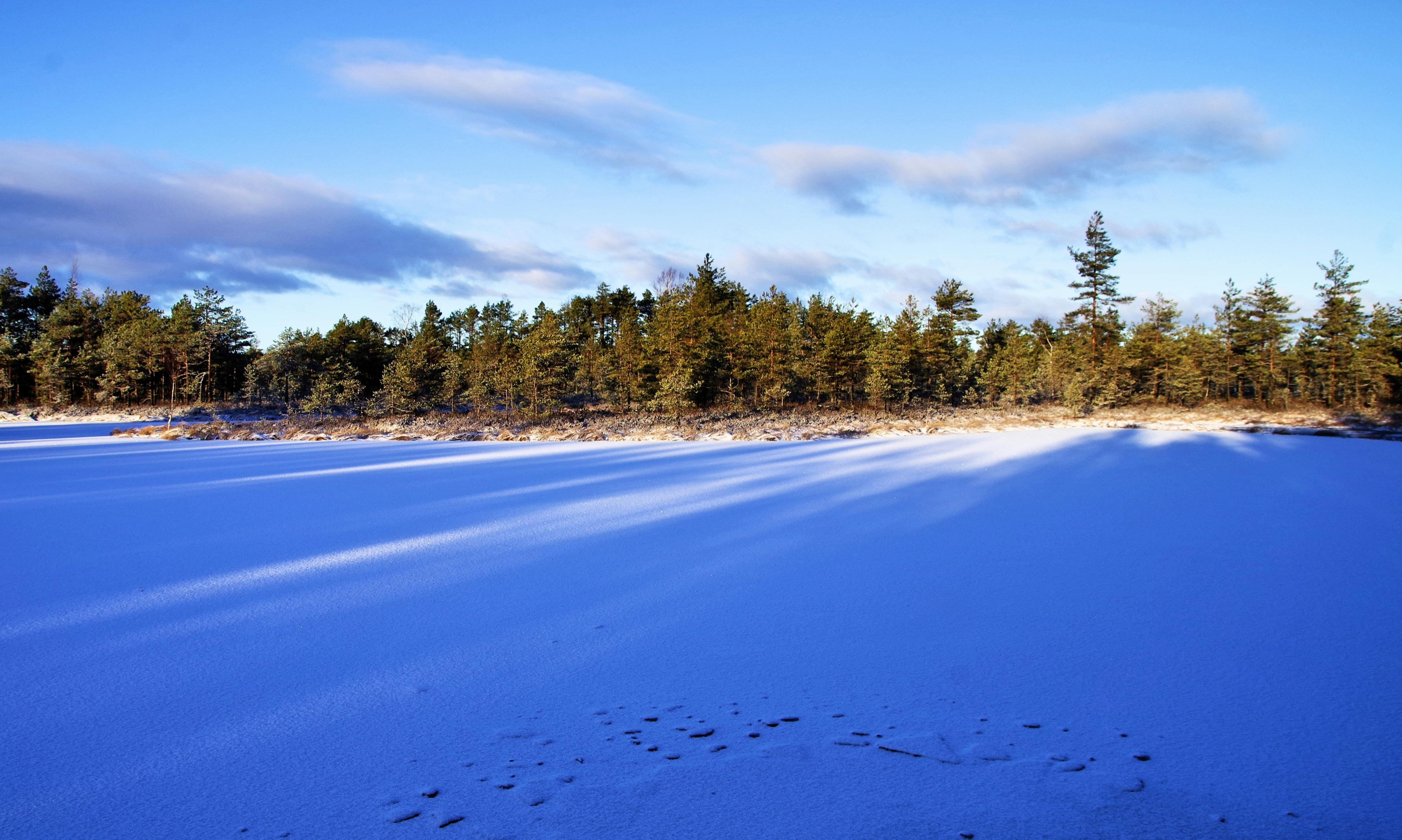 Landscape Photography of Snow Pathway Between Trees during Winter ...