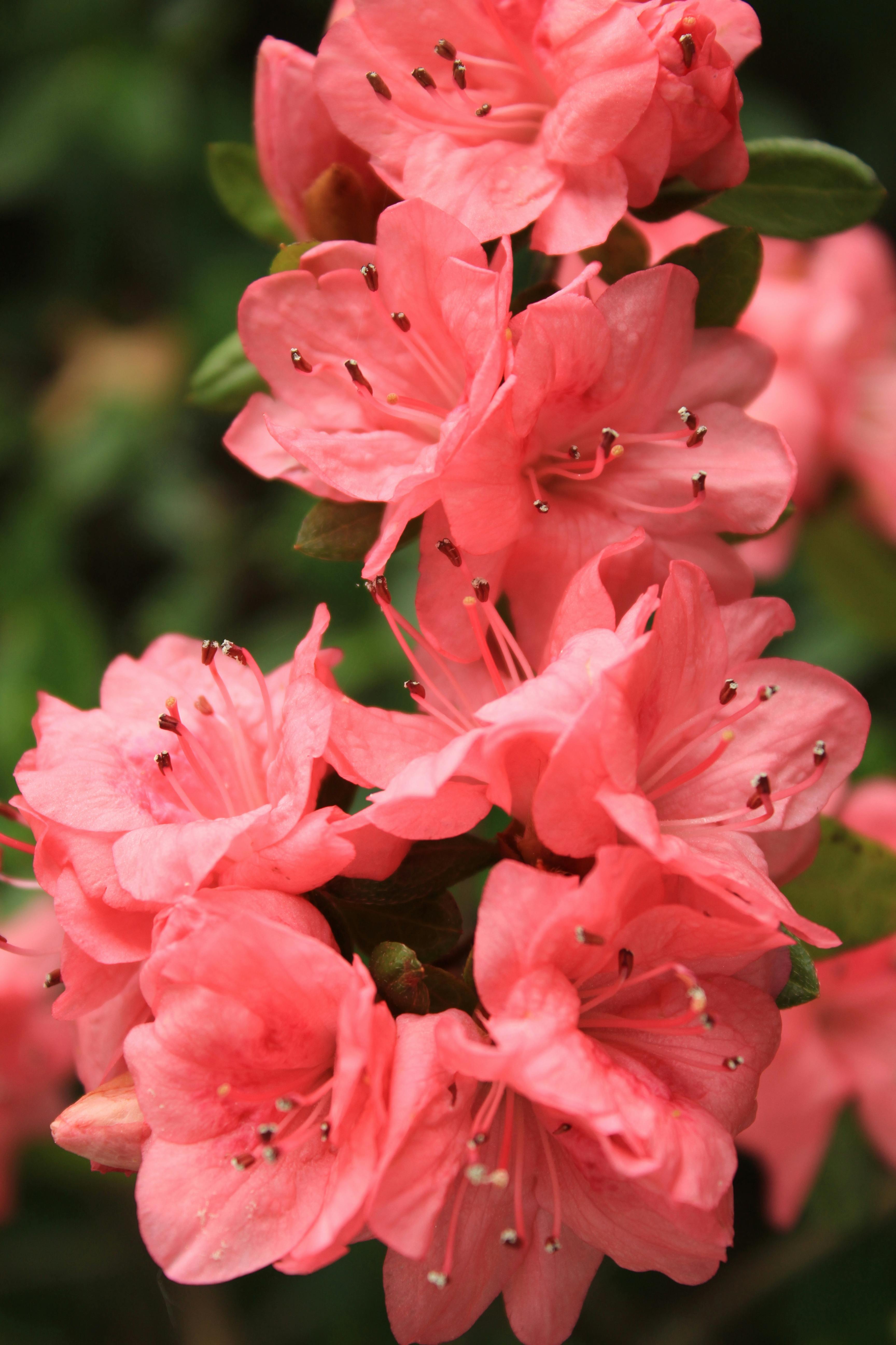 Close-Up Shot of Azalea Flowers · Free Stock Photo