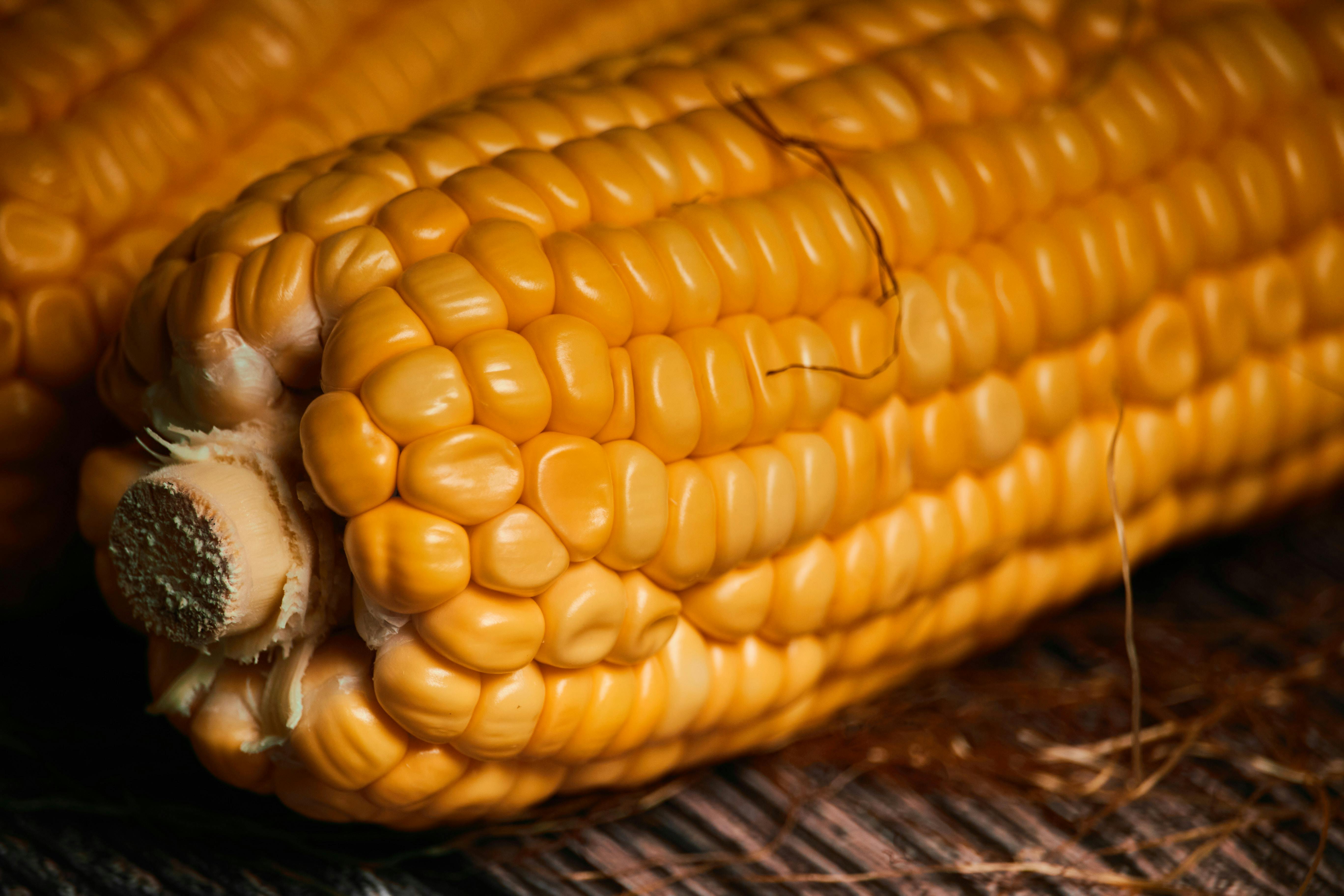30+ Best Maize Photos · 100% Free Download · Pexels Stock Photos