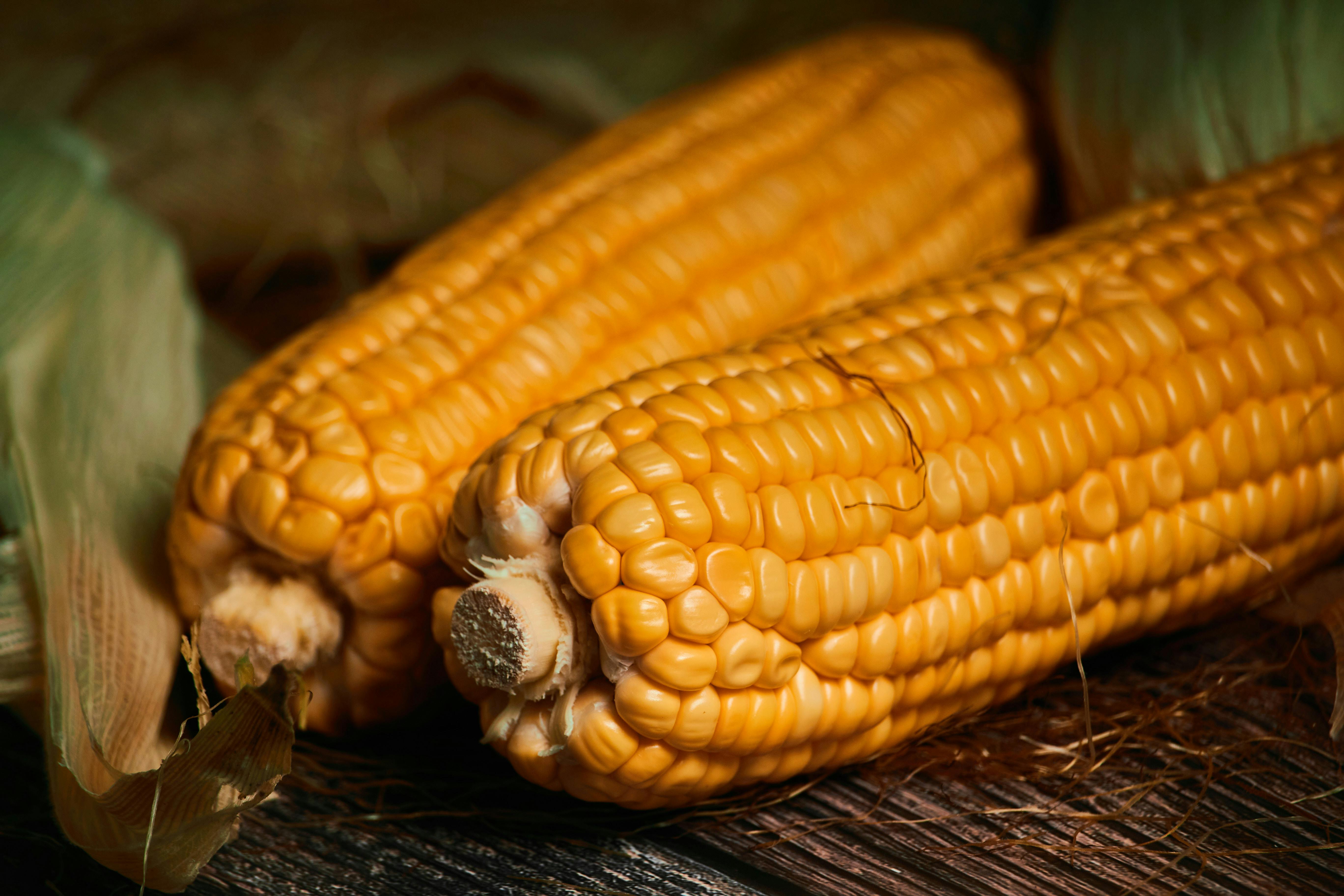 Yellow Corn · Free Stock Photo