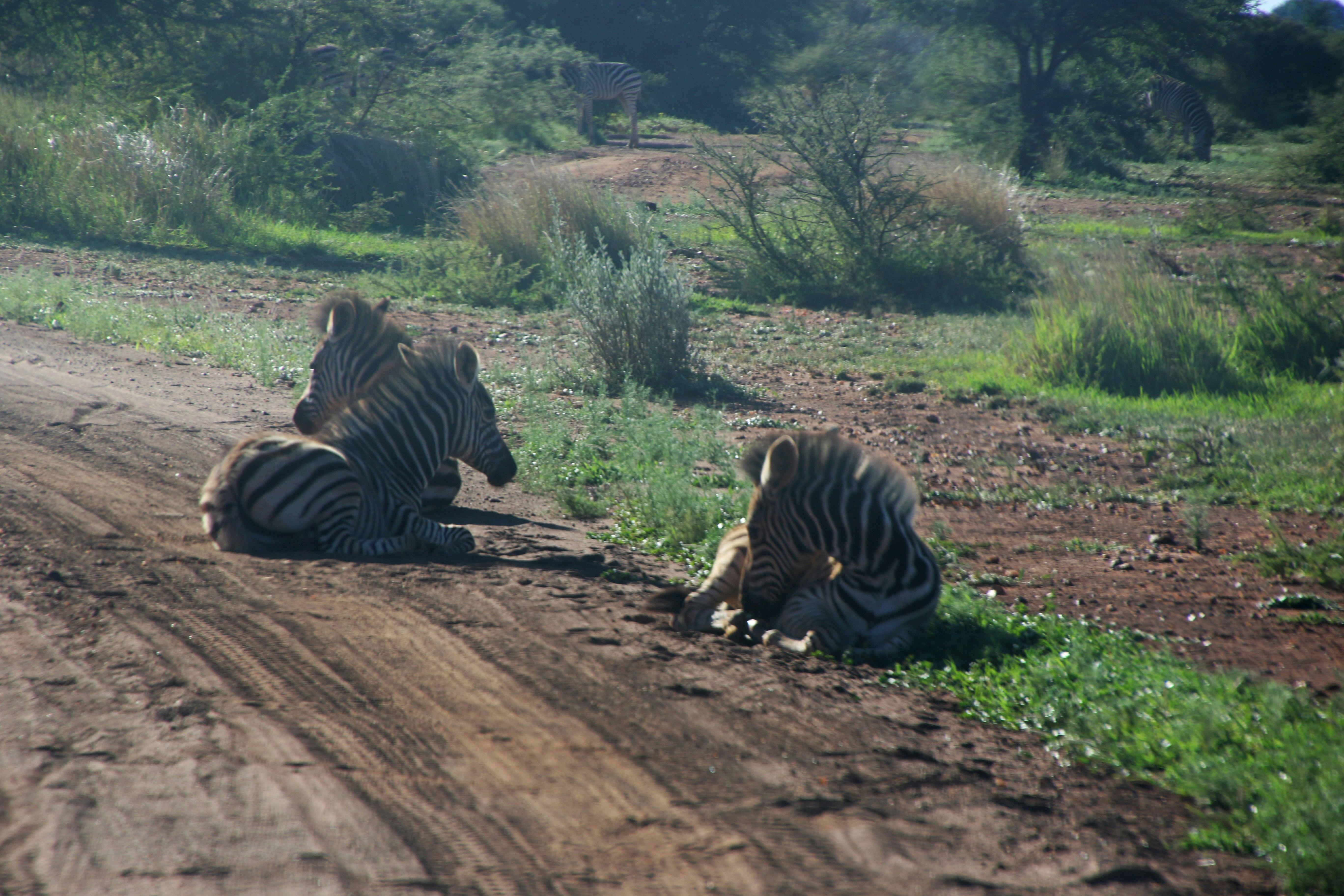 Photography of Three Zebras Lying Down · Free Stock Photo