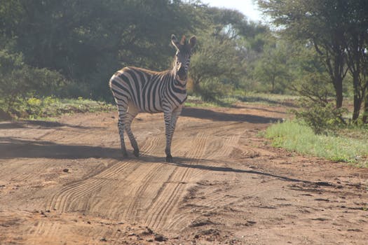 Photography of Two Zebras on Road · Free Stock Photo
