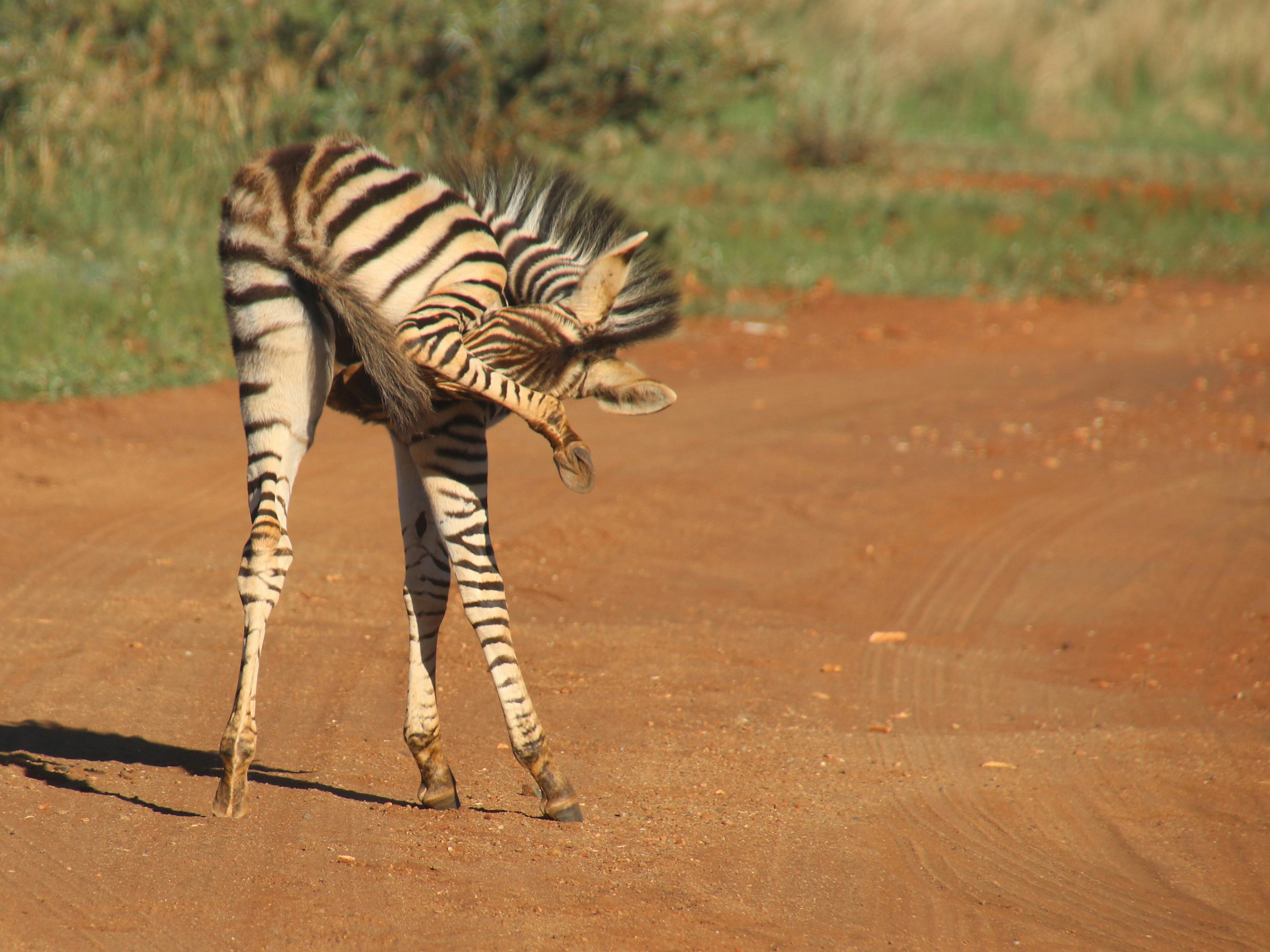 Free stock photo of animals, babies, baby zebras