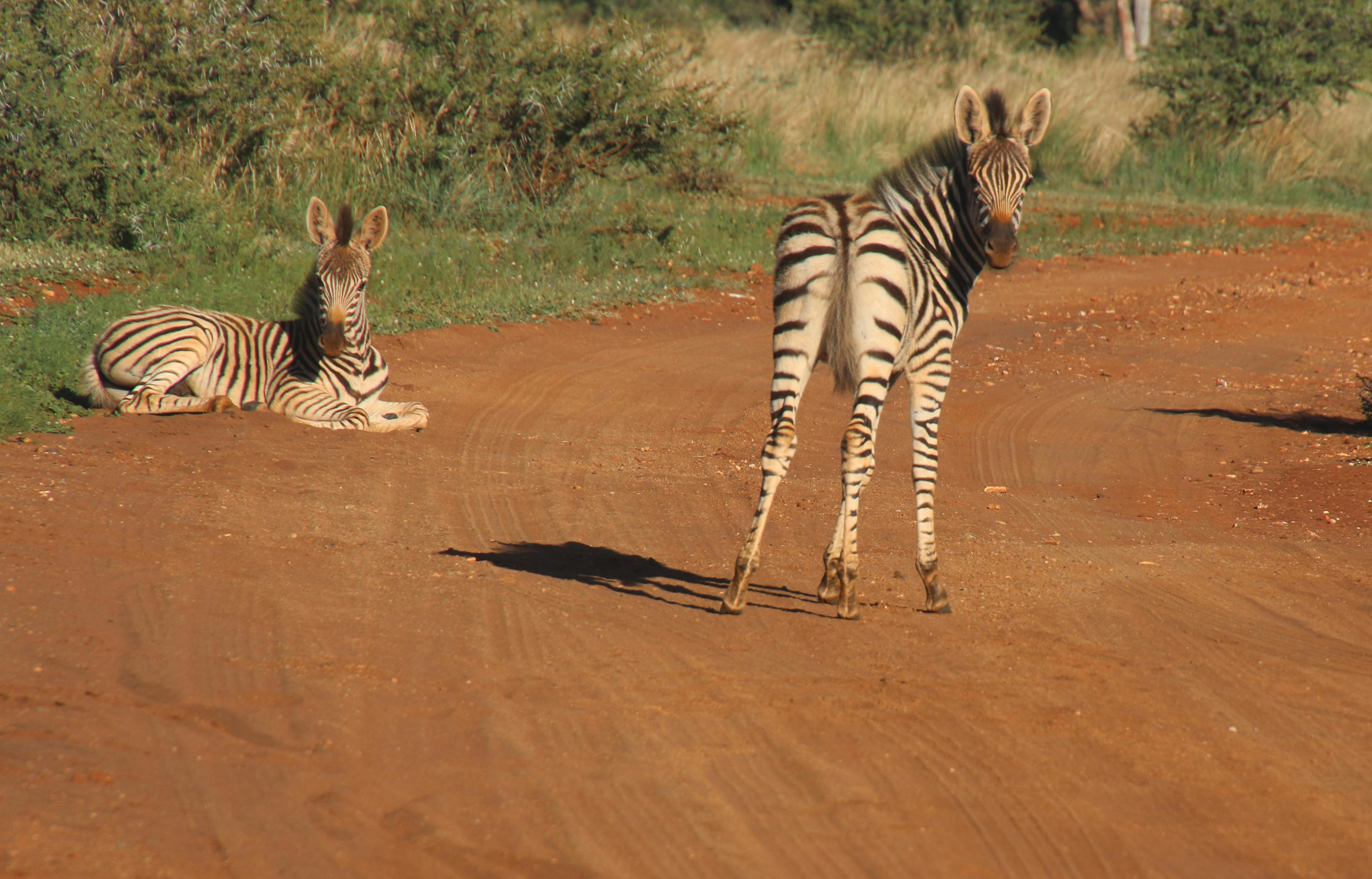 Photography of Two Zebras on Road · Free Stock Photo