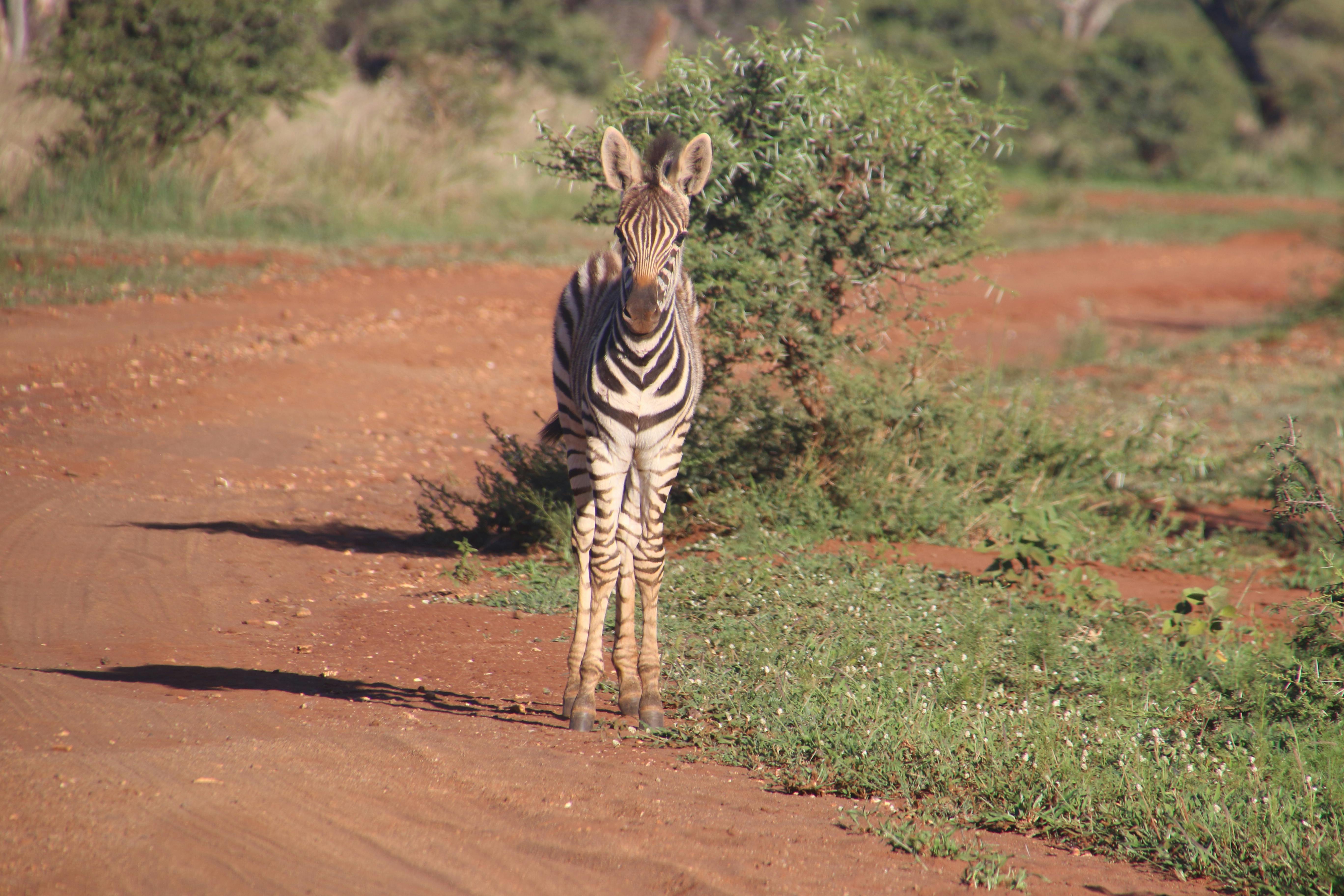 Photography of Zebra On Road · Free Stock Photo