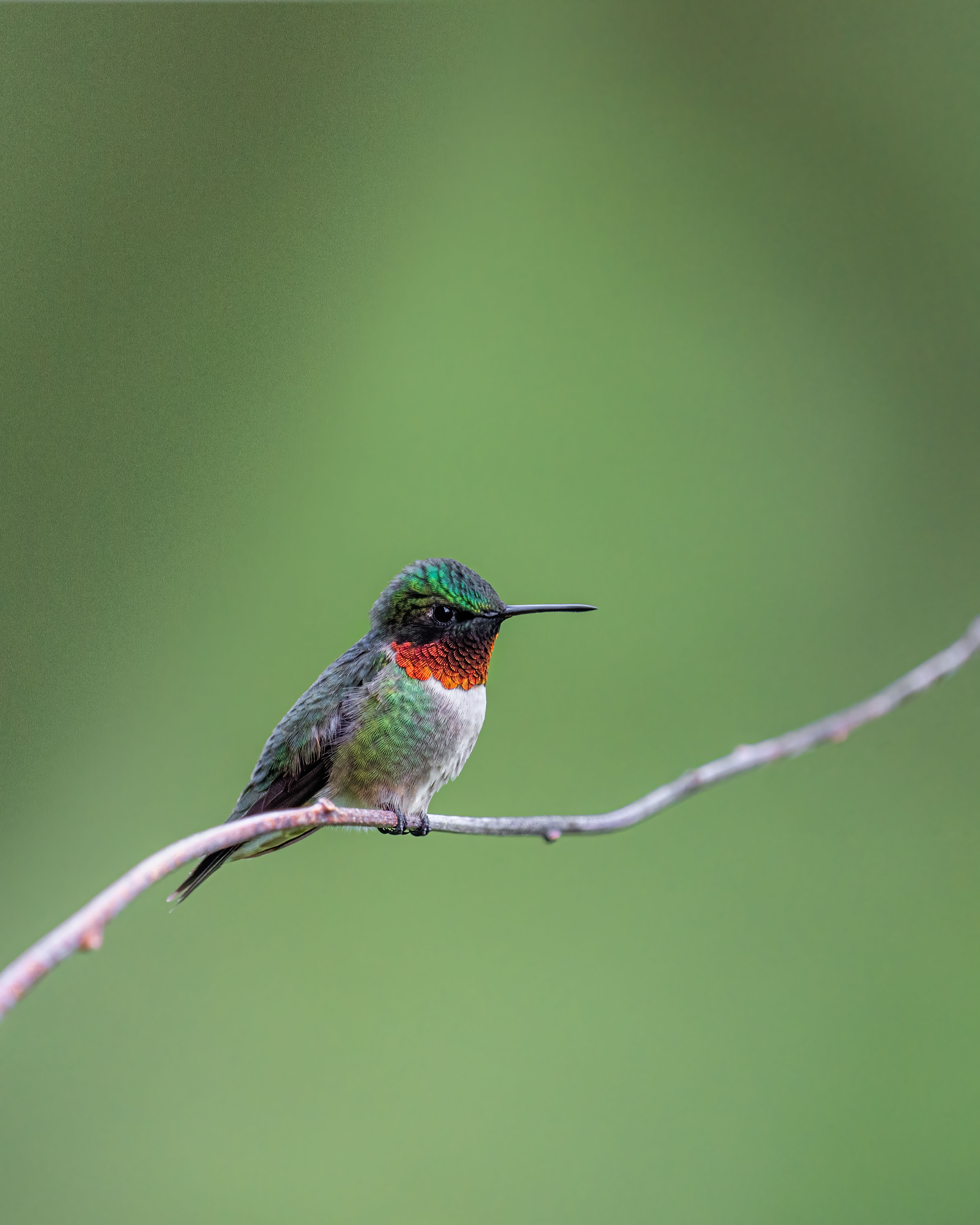 Closeup Photography of Humming Bird · Free Stock Photo