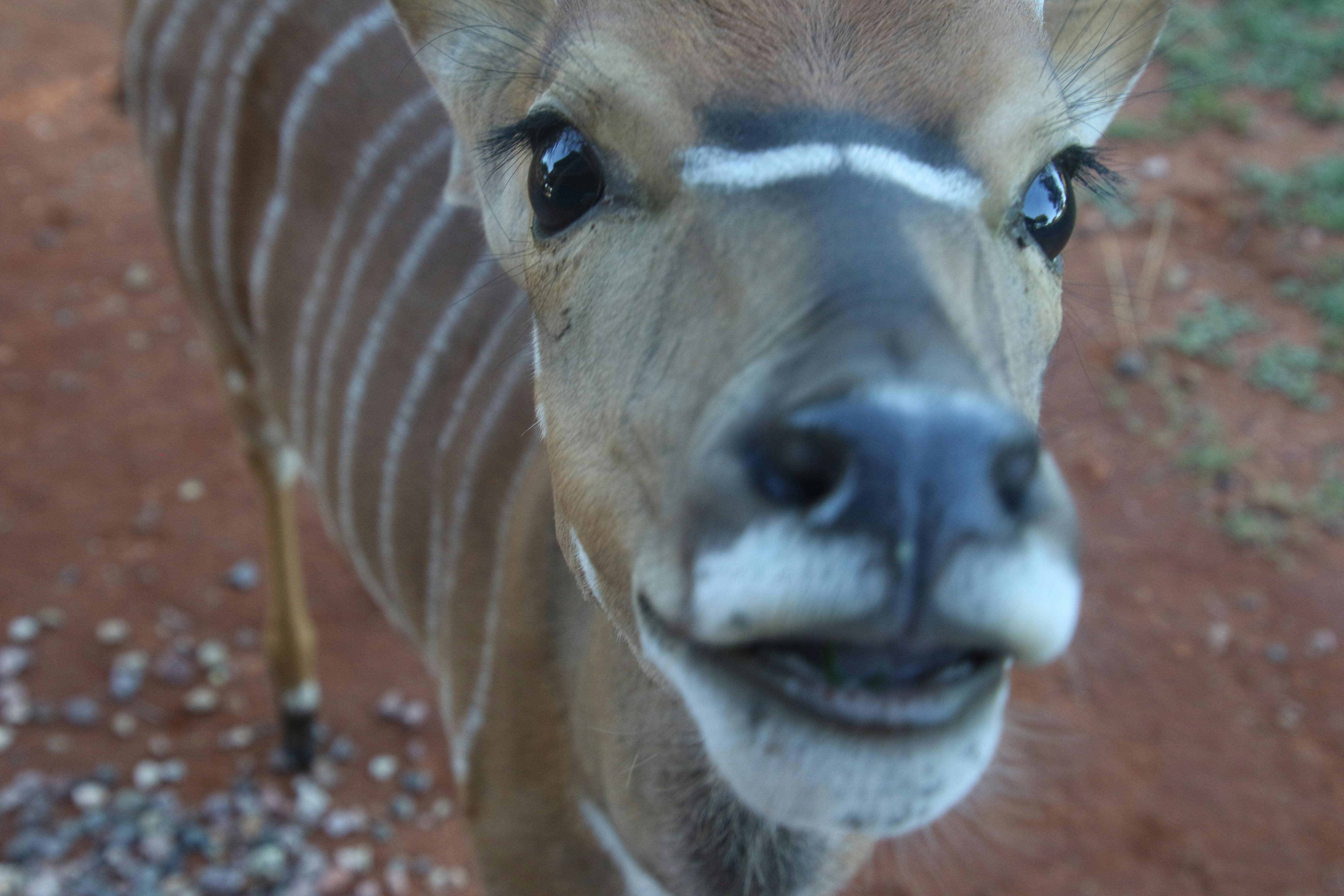 Close-Up Photography of Brown and White Striped Deer · Free Stock Photo