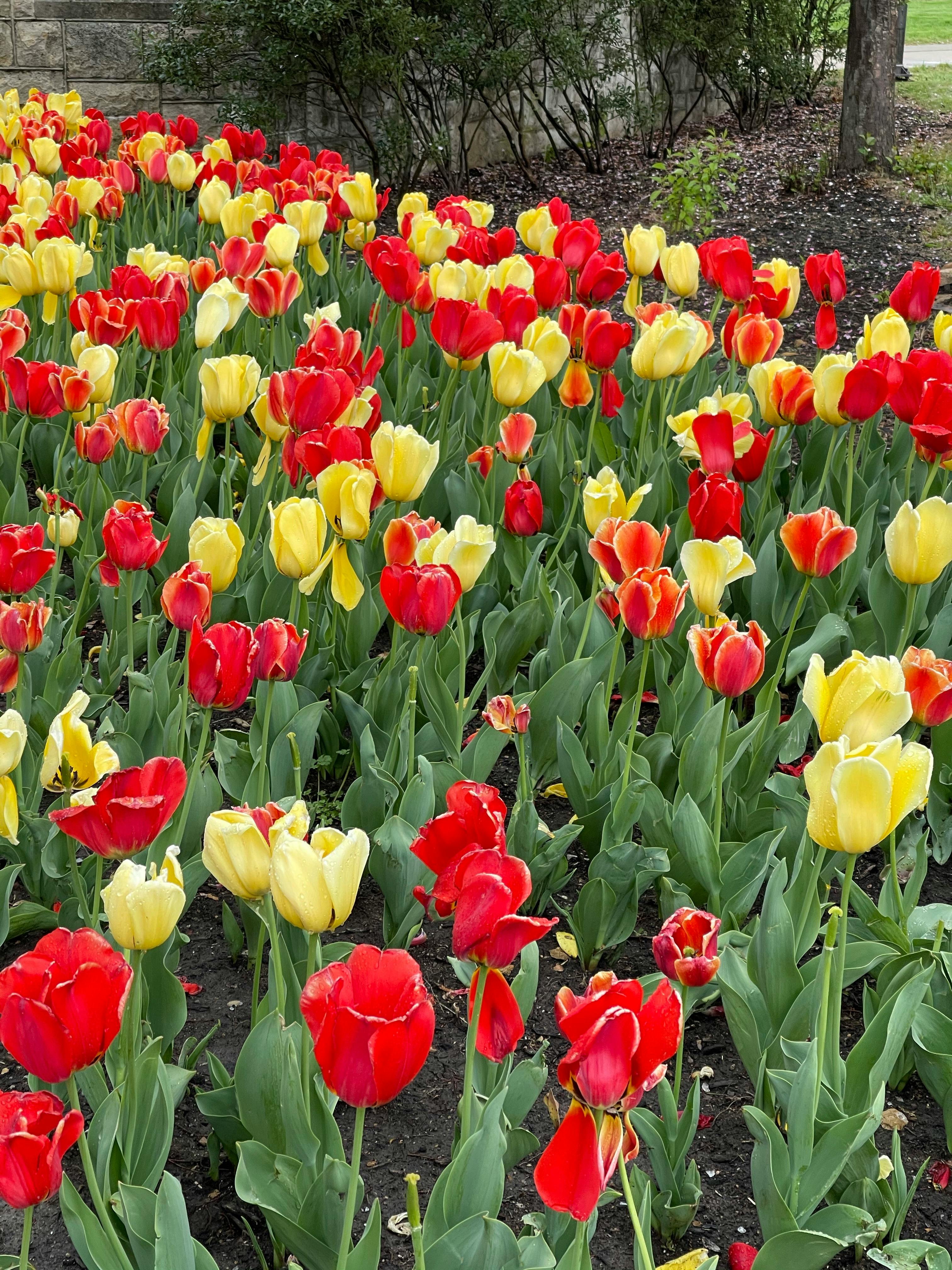 Yellow and Red Tulips in Bloom · Free Stock Photo