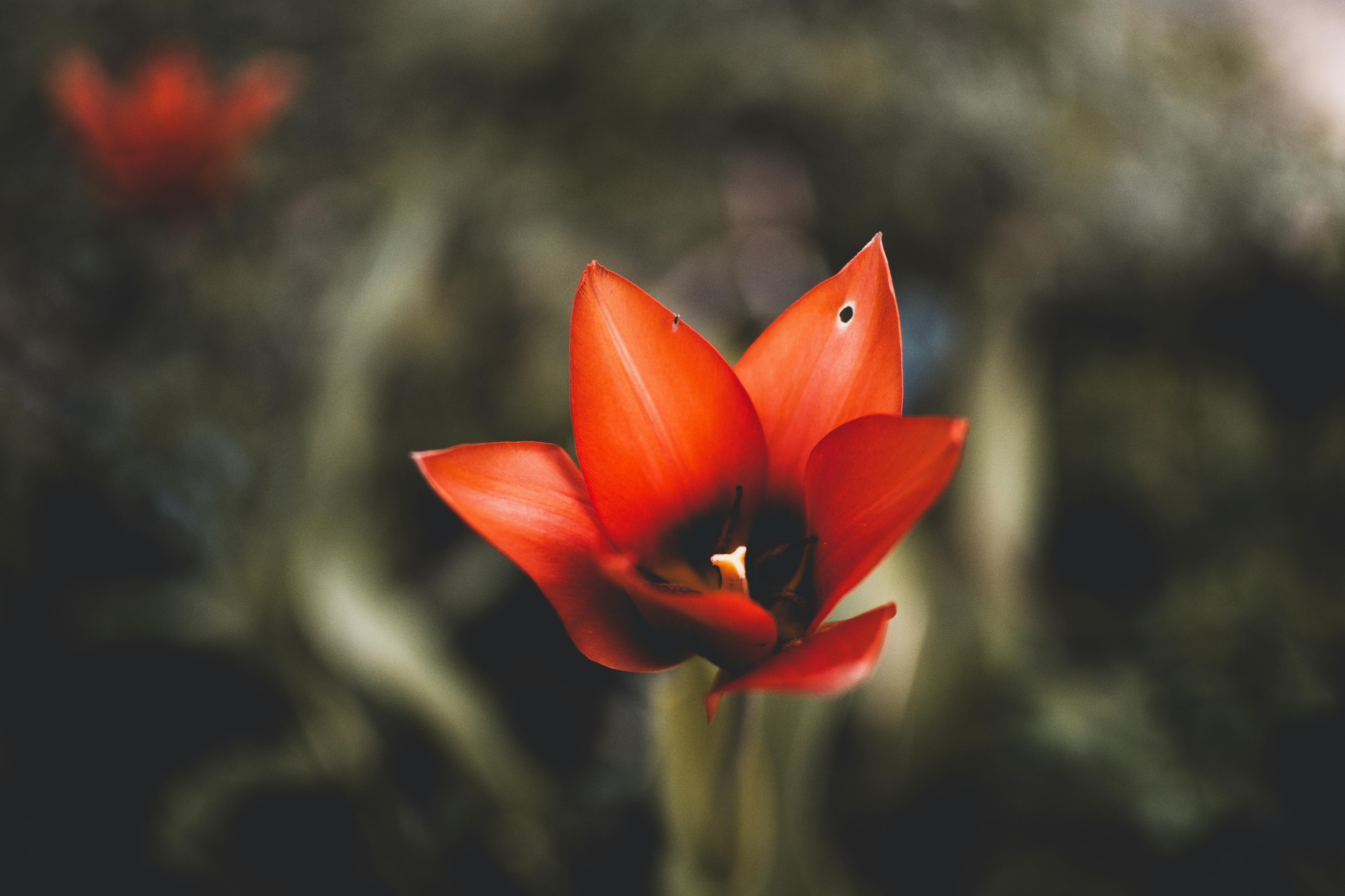 Red Flower · Free Stock Photo