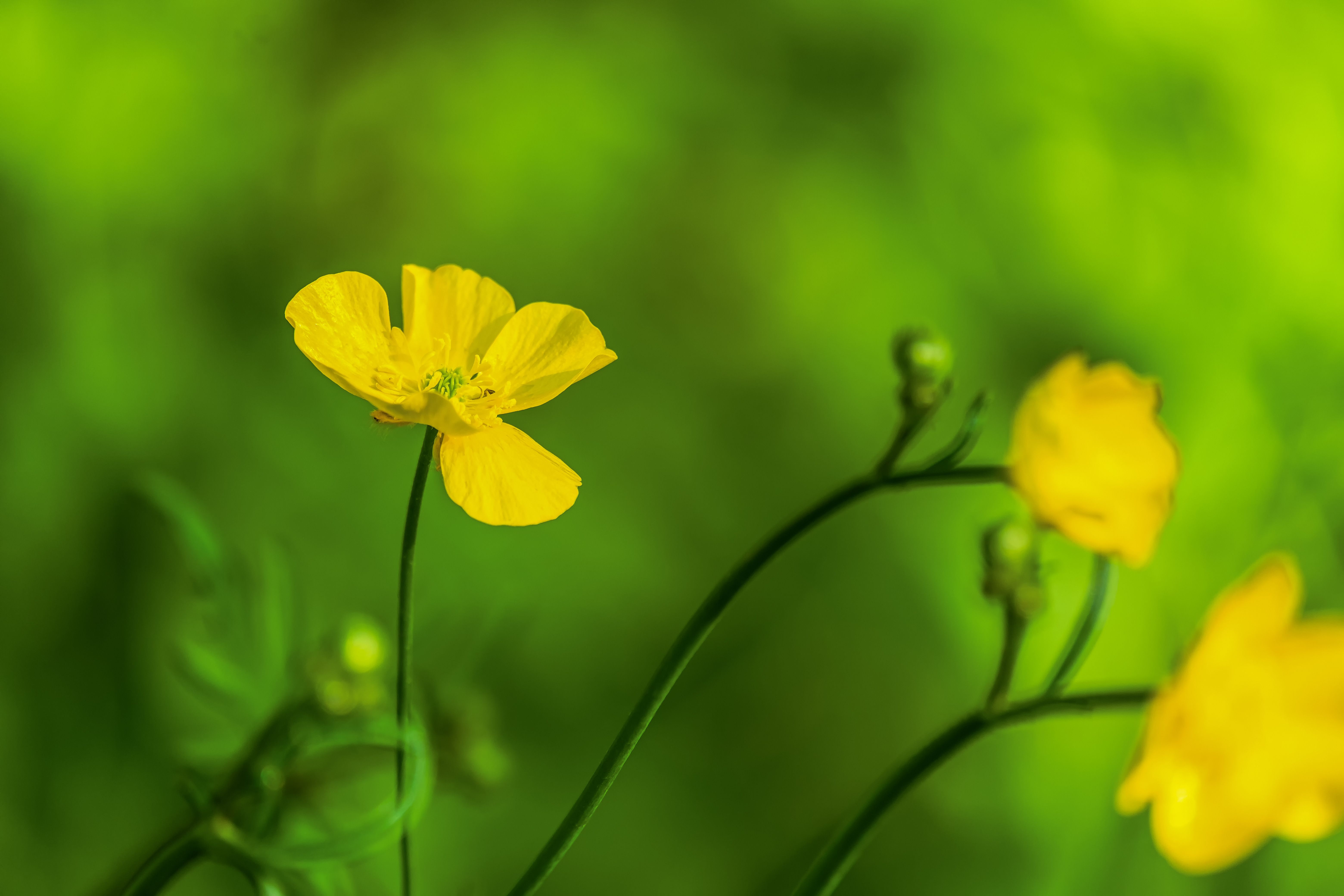 A Beautiful Buttercup Flower · Free Stock Photo