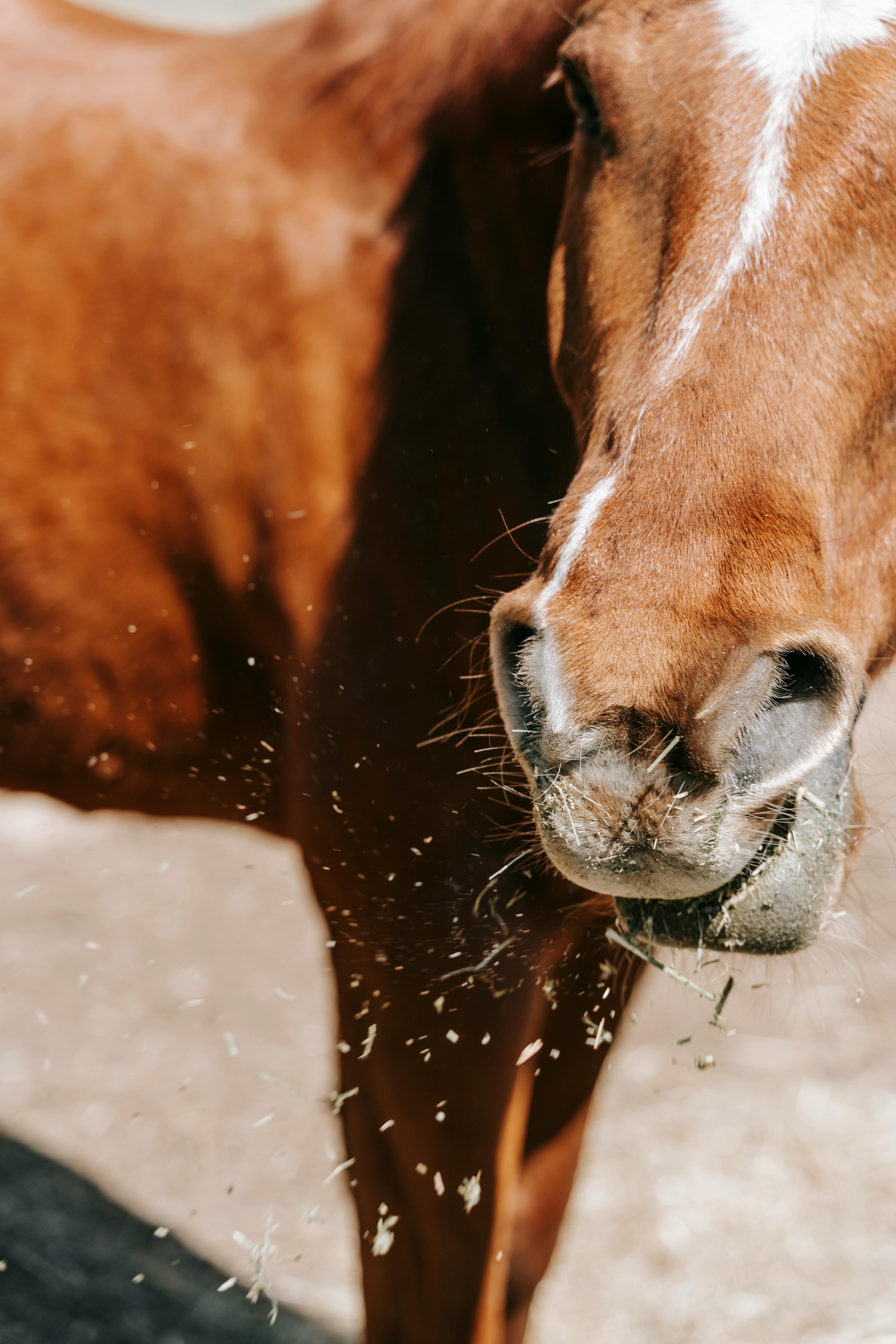 A Face With Grains Photos, Download The BEST Free A Face With Grains ...