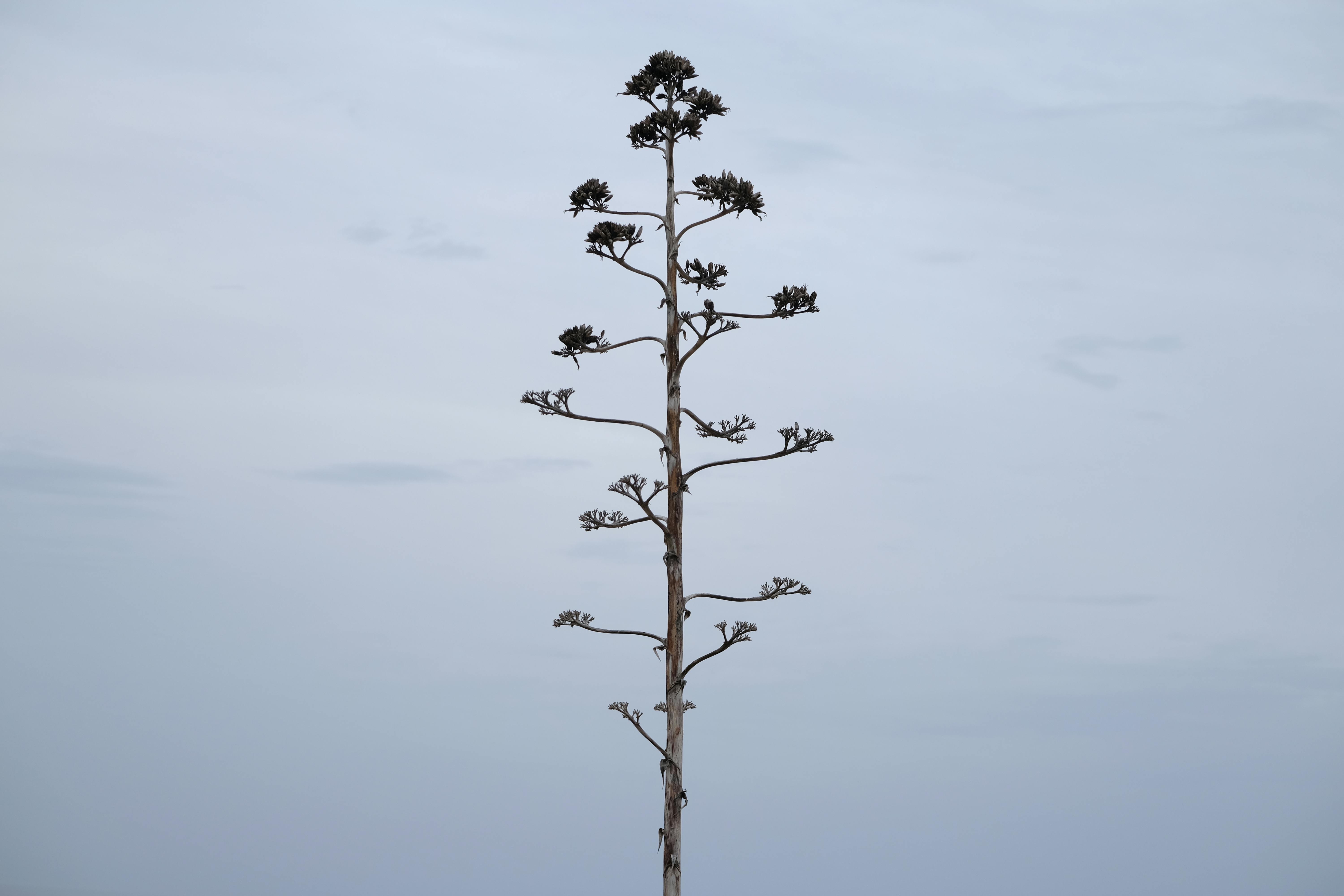 Photograph of a Tall Tree with Branches · Free Stock Photo